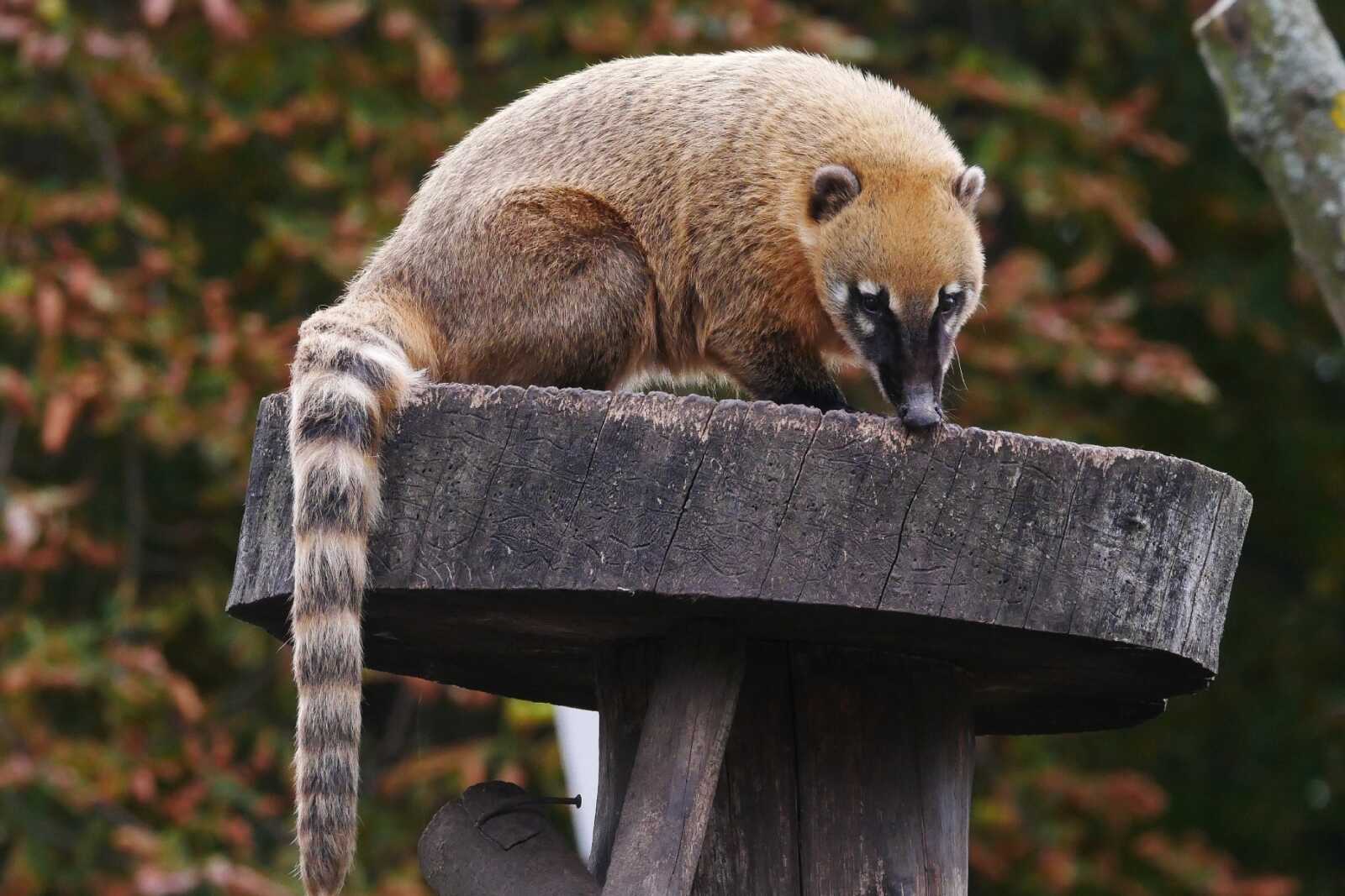 Coati Wallpapers (24 images) - WallpaperCat