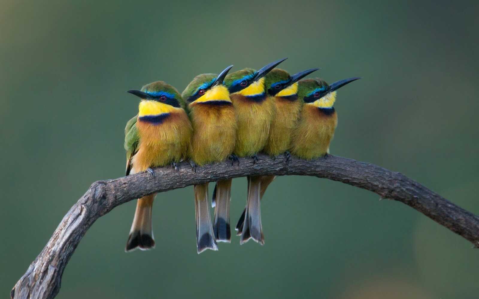 Bird Wallpapers (109 images) - WallpaperCat