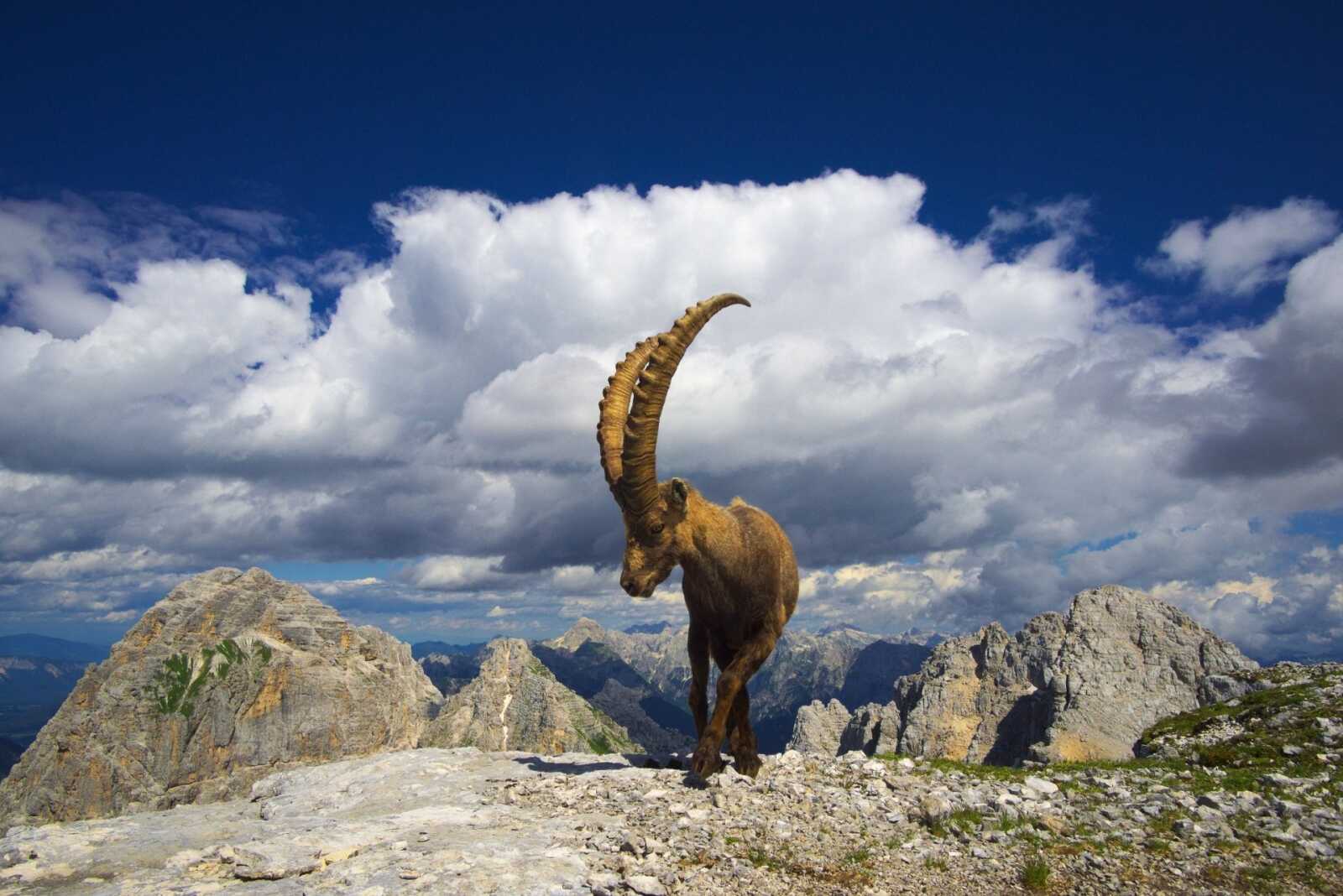 Goat Wallpapers (47 images) - WallpaperCat