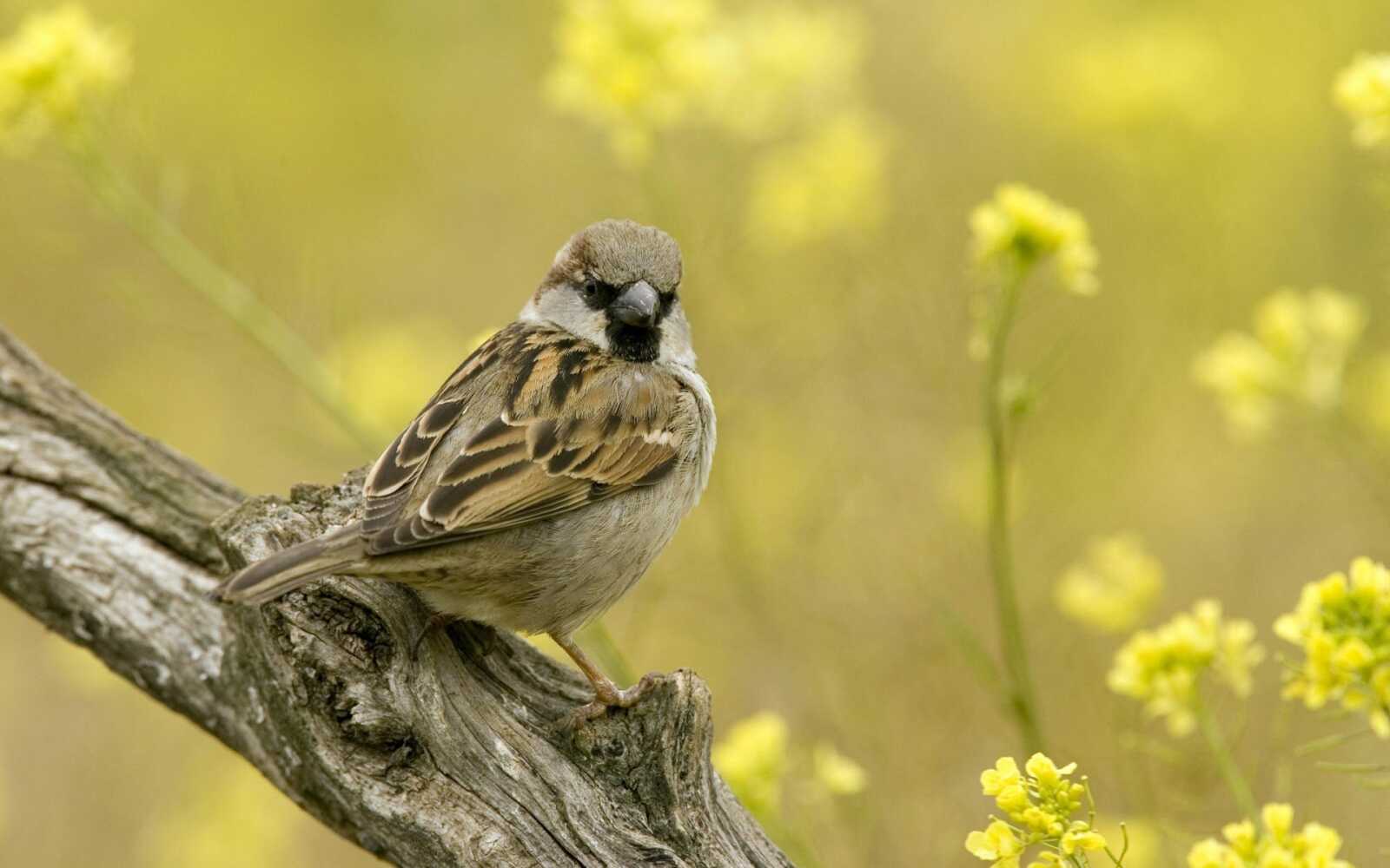 Sparrow (Bird) Wallpapers (46 images) - WallpaperCat