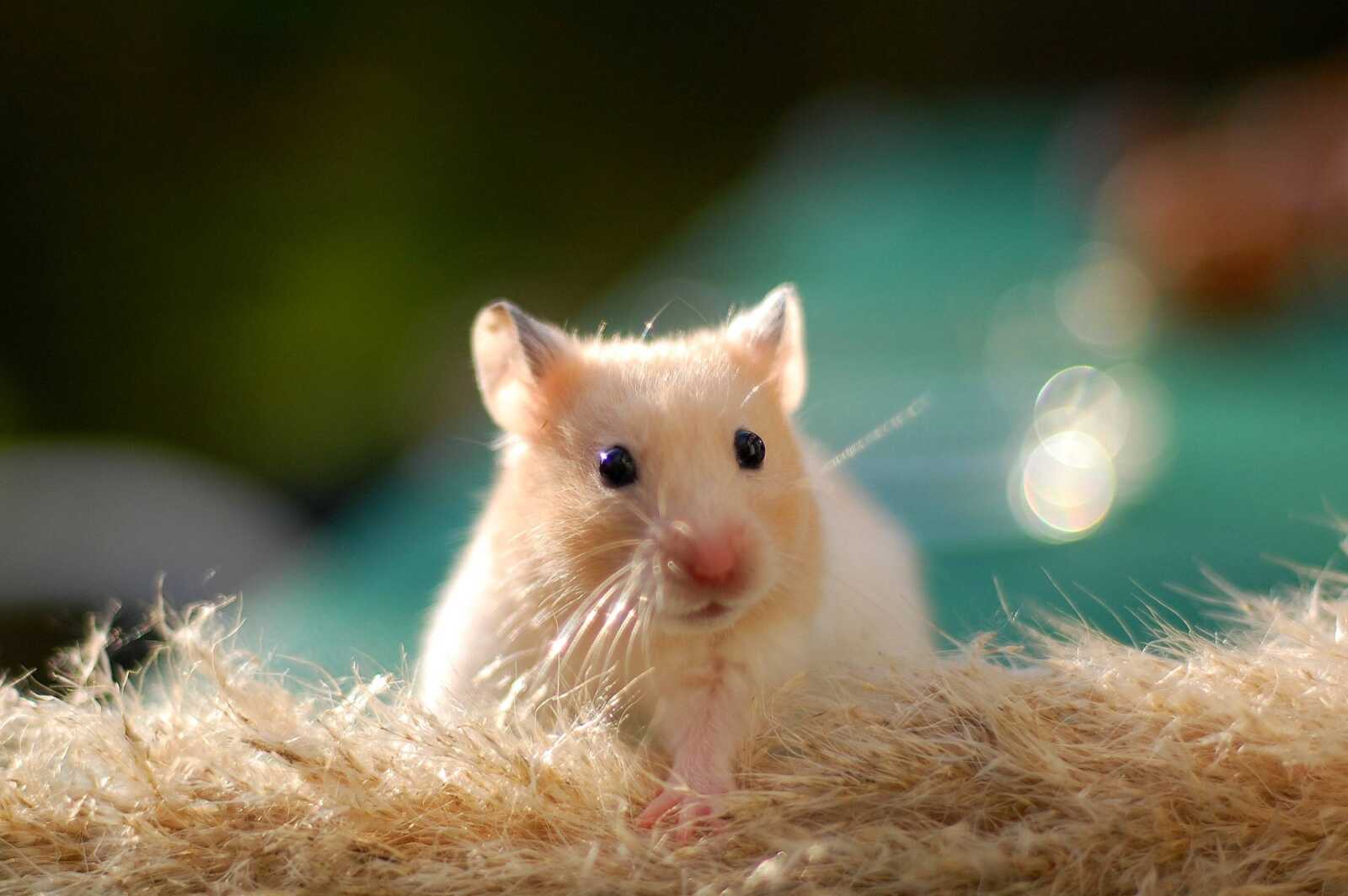 Hamster Wallpapers (49 images) - WallpaperCat