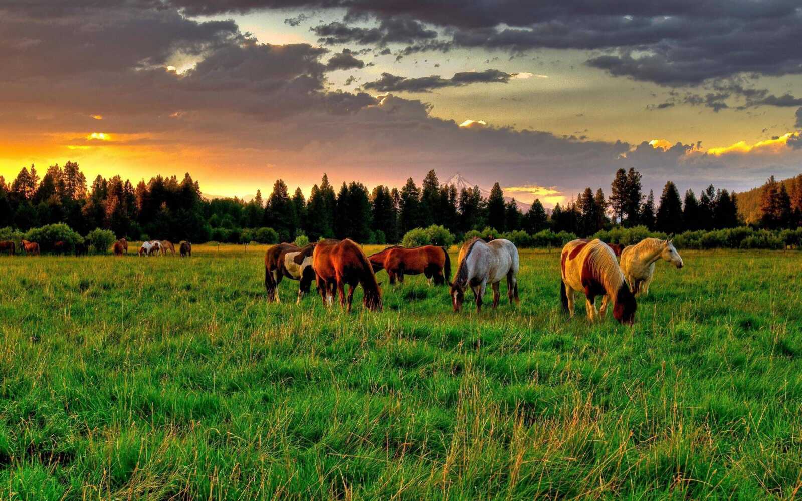 Farm Animals Wallpapers (54 images) - WallpaperCat