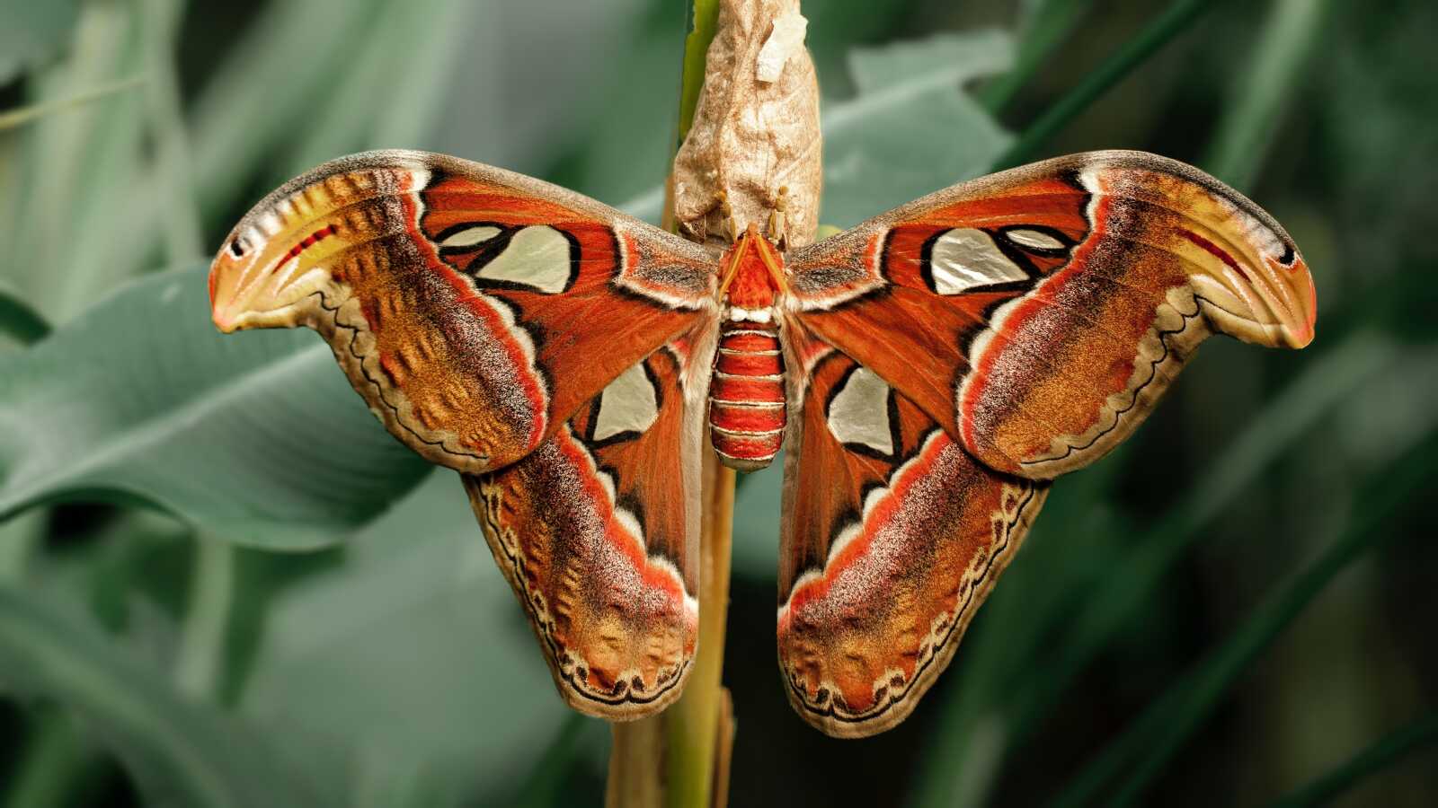 Moth Wallpapers (38 images) - WallpaperCat