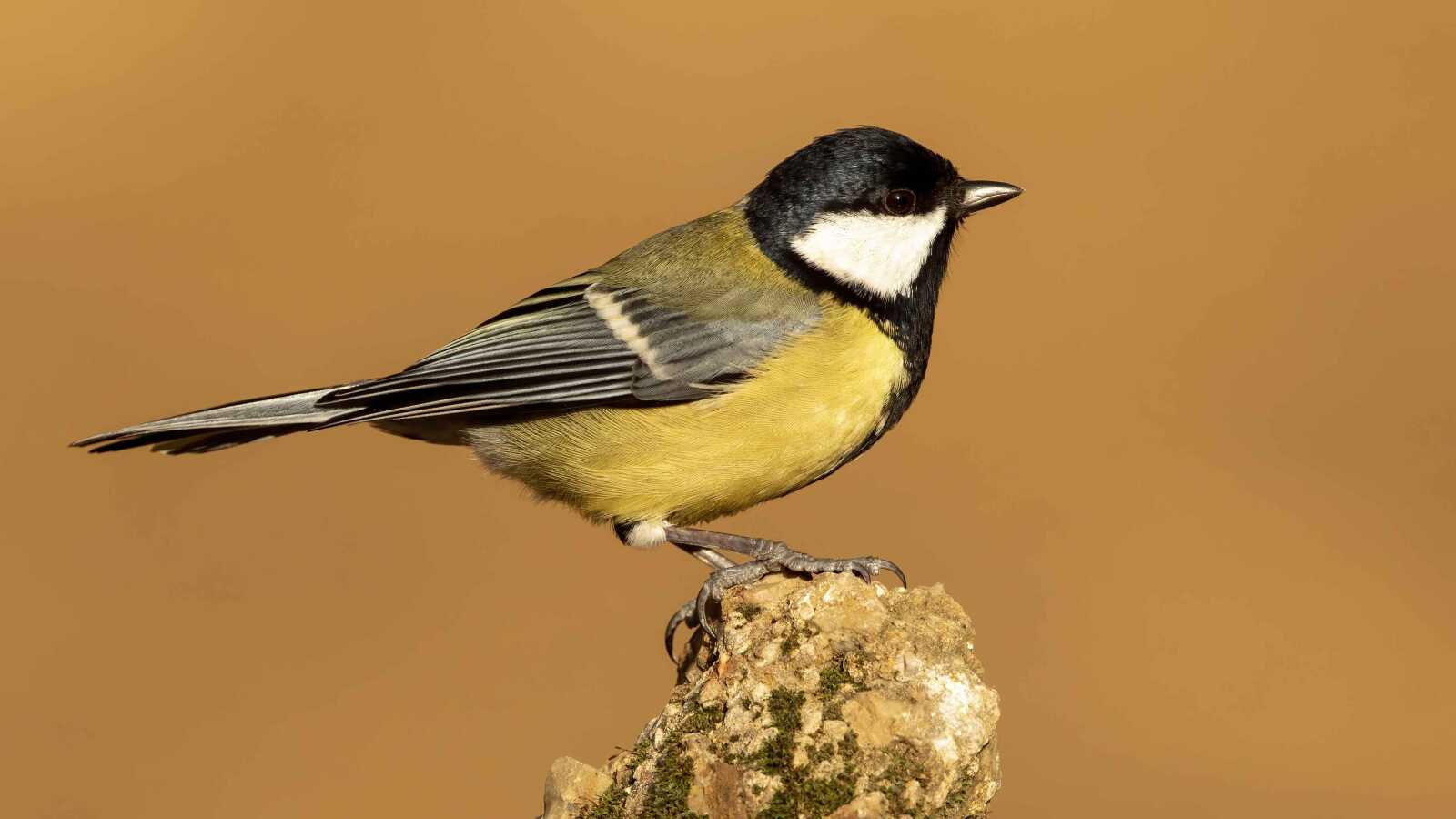 Tit Bird Wallpapers (46 images) - WallpaperCat