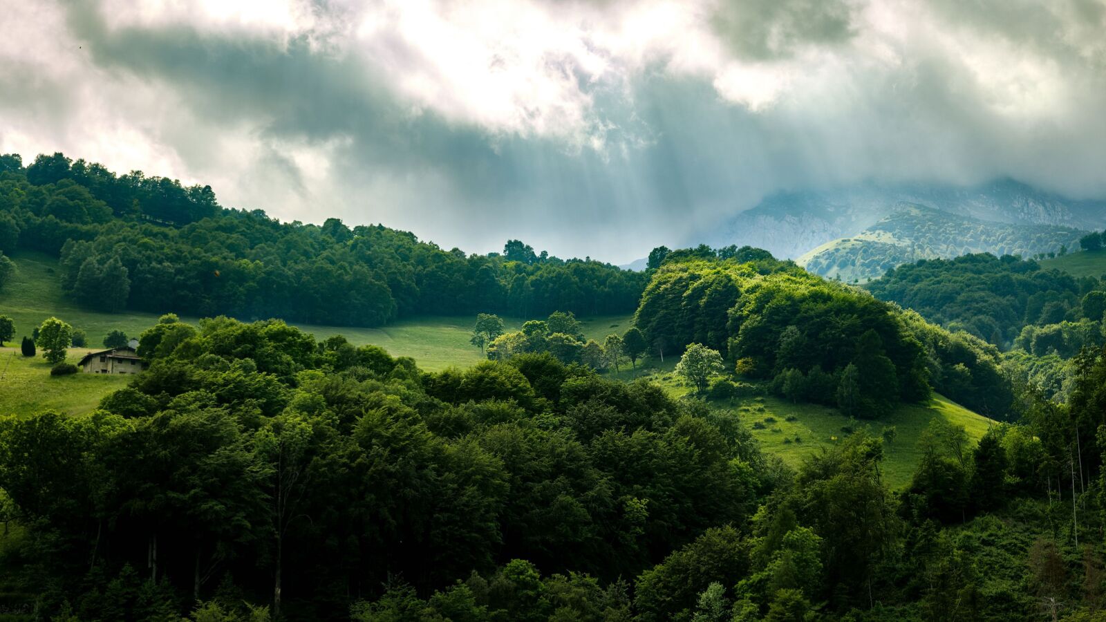 Green Forest Wallpapers (59 images) - WallpaperCat