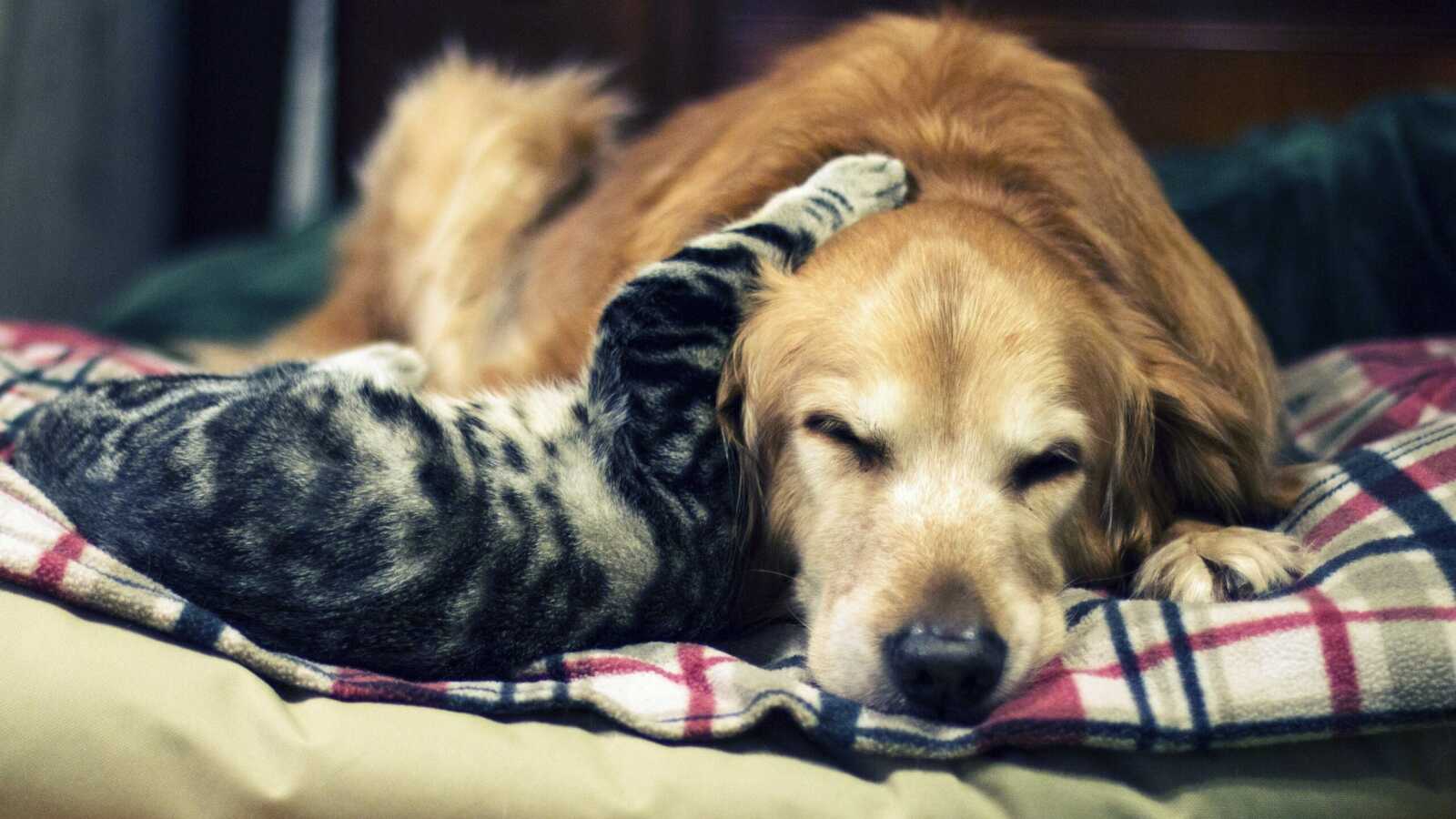 Dog Wallpapers (129 images) - WallpaperCat