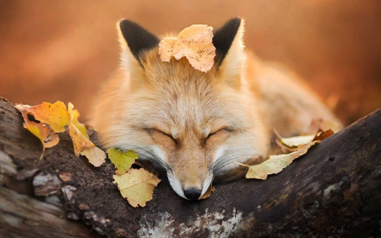 Fox Wallpapers (100 images) - WallpaperCat