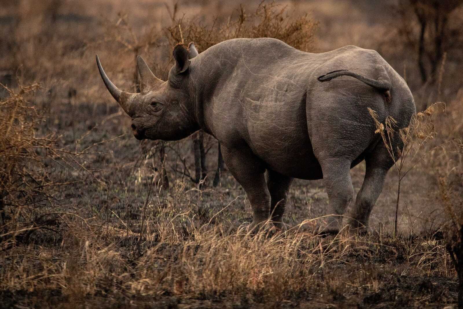 Rhino Wallpapers (66 images) - WallpaperCat
