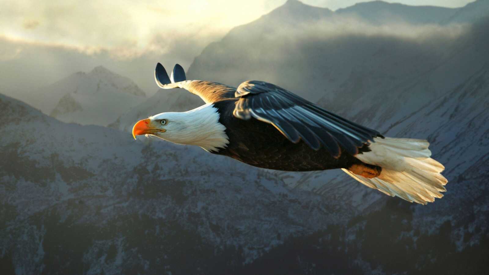 Bald Eagle Wallpapers (53 images) - WallpaperCat