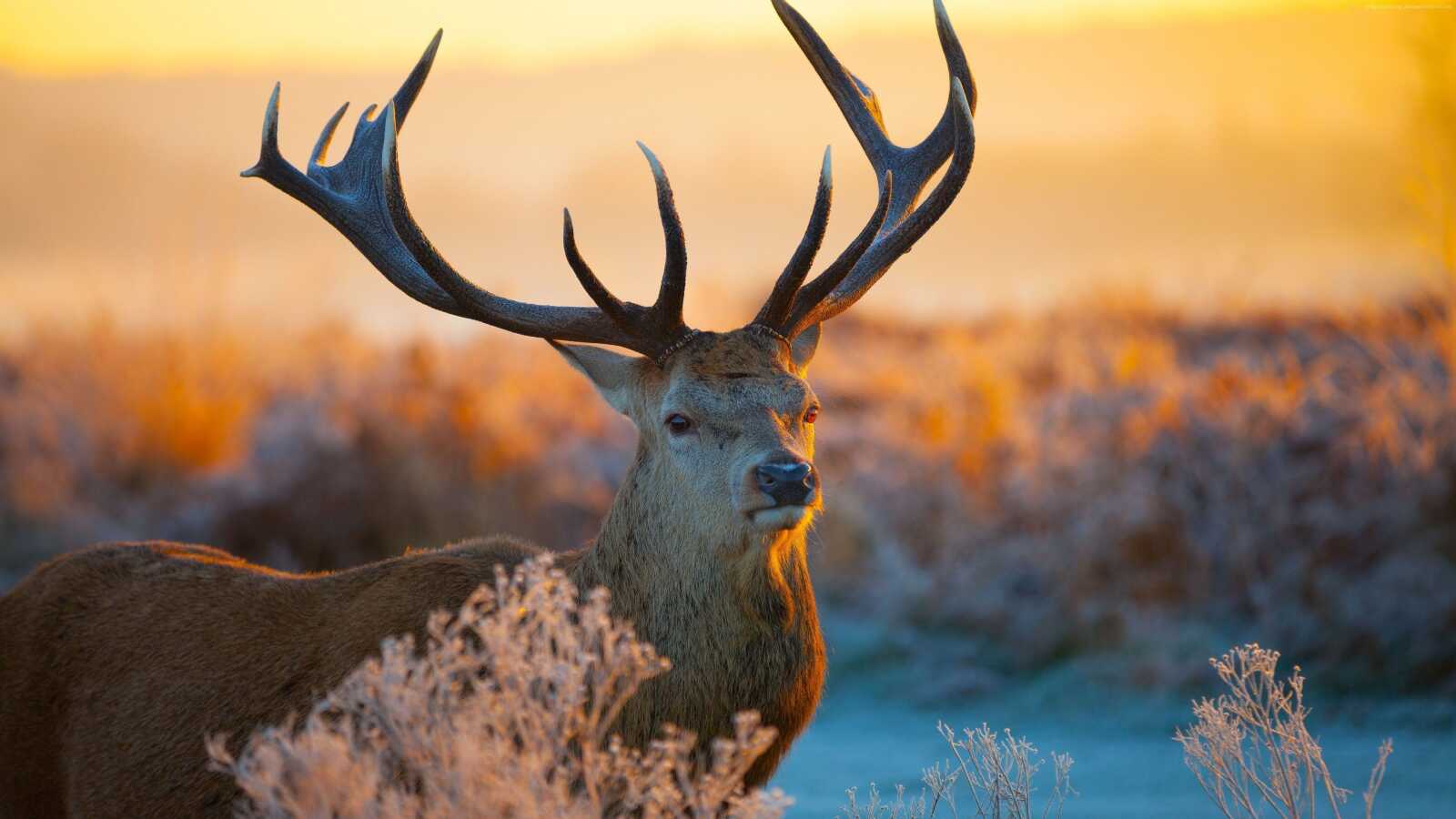 Deer Wallpapers (56 images) - WallpaperCat