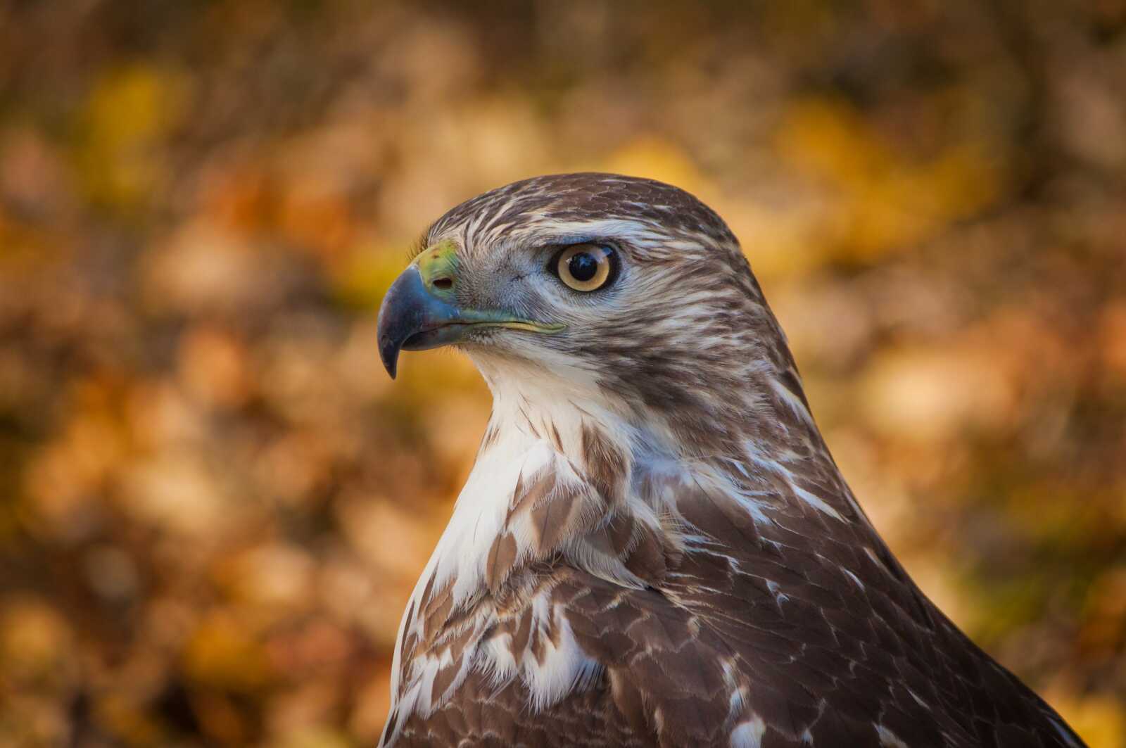 Hawk Wallpapers (46 images) - WallpaperCat