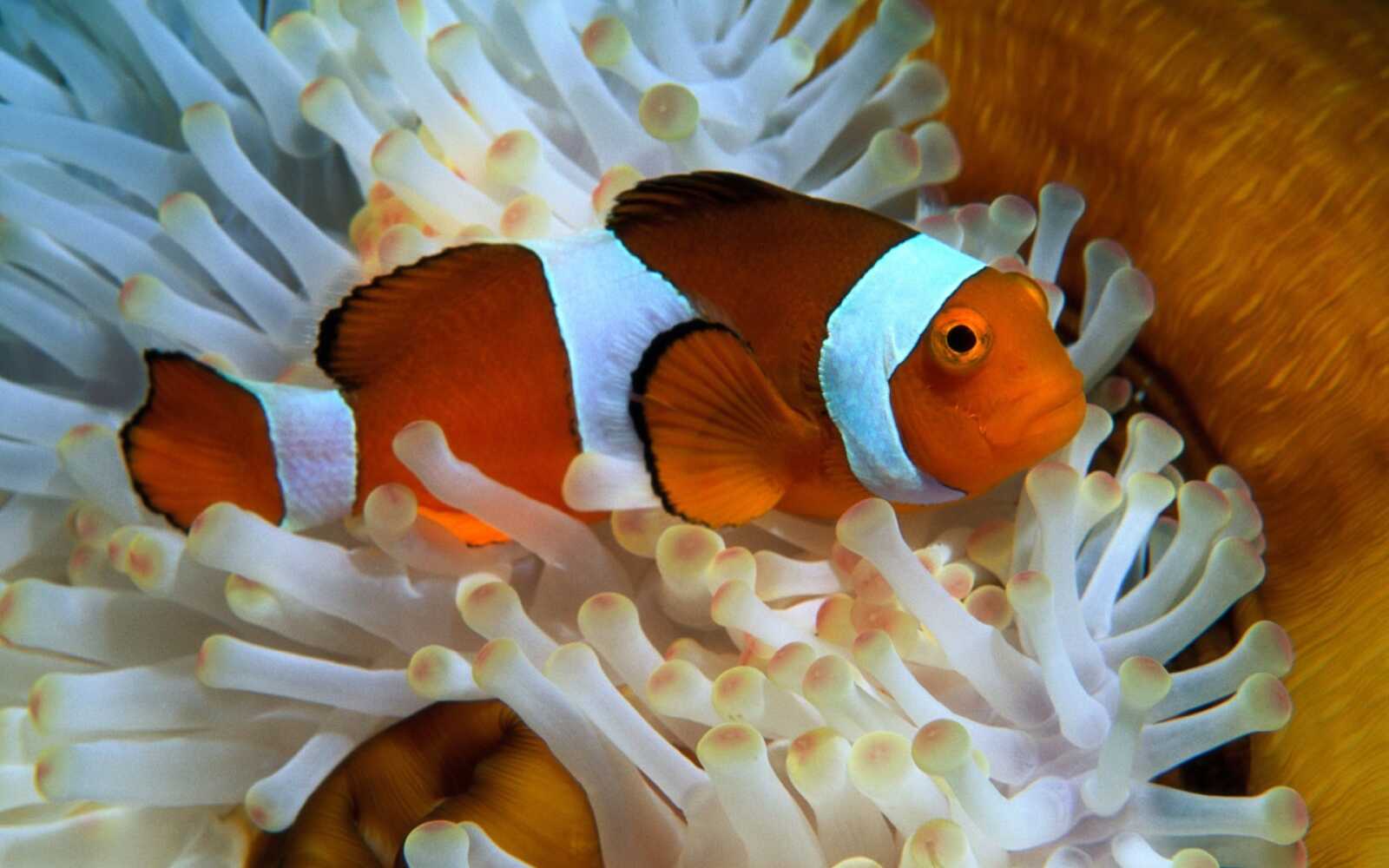 Clownfish Wallpapers (63 images) - WallpaperCat