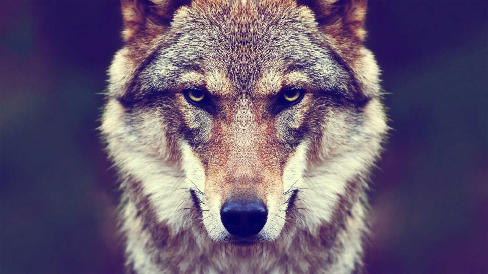 Wolf Wallpapers (122 images) - WallpaperCat
