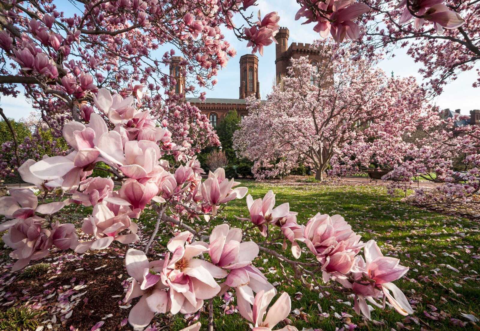 Magnolia Tree Wallpapers (54 images) - WallpaperCat