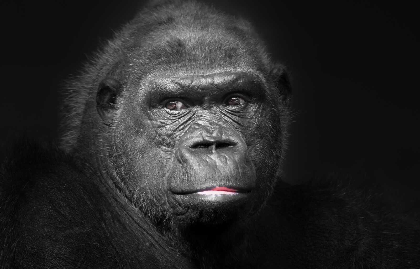 Gorilla Wallpapers (52 images) - WallpaperCat