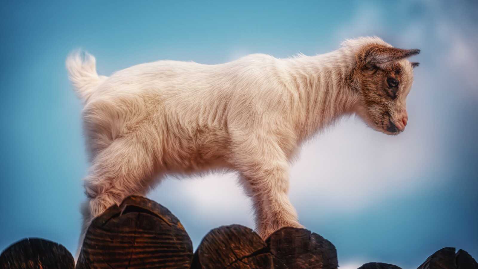 Goat Wallpapers (47 images) - WallpaperCat