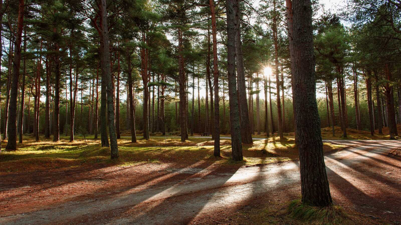 Pine Tree Wallpapers (80 images) - WallpaperCat
