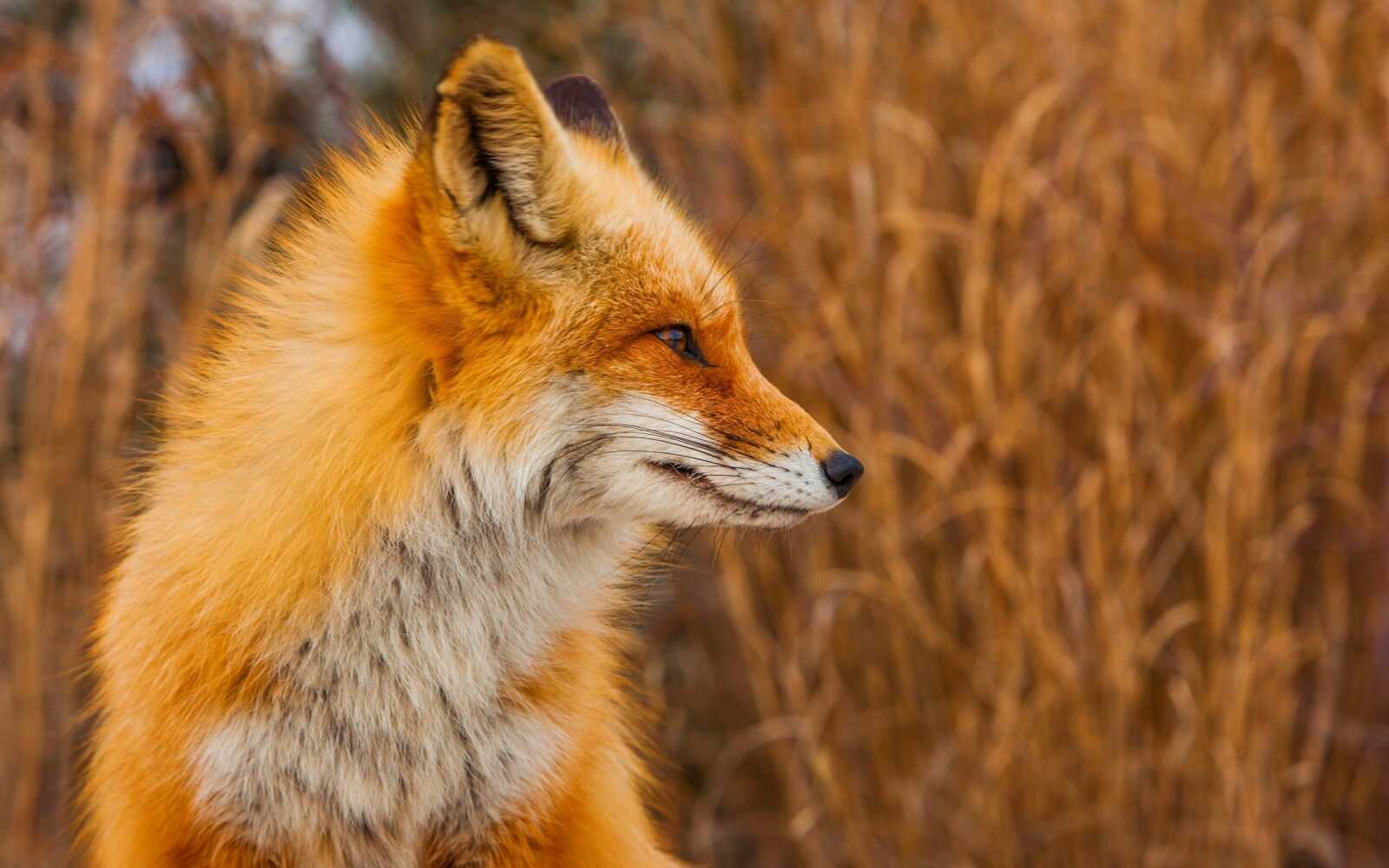 Fox Wallpapers (100 images) - WallpaperCat