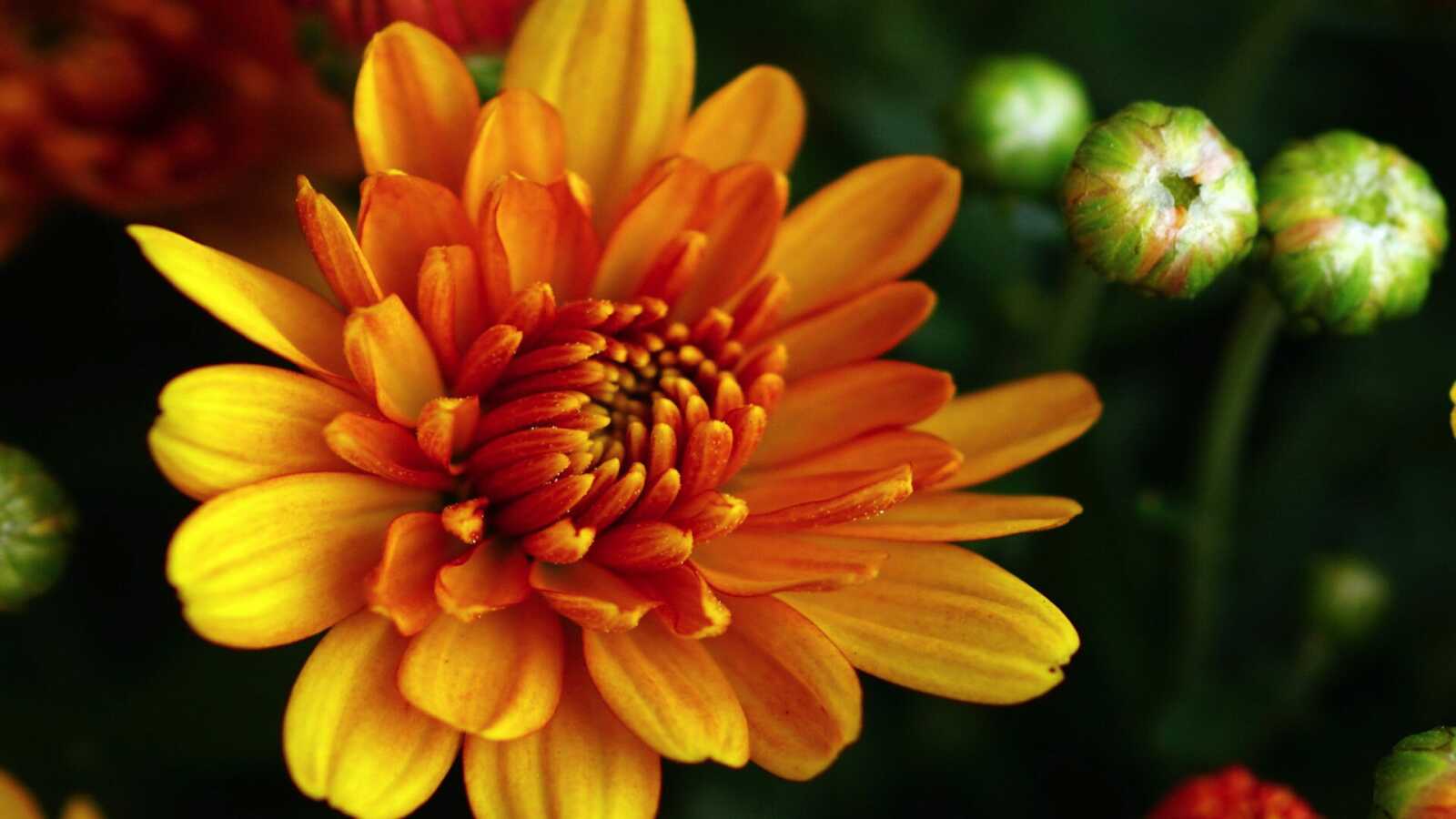 Chrysanthemum Wallpapers (81 images) - WallpaperCat