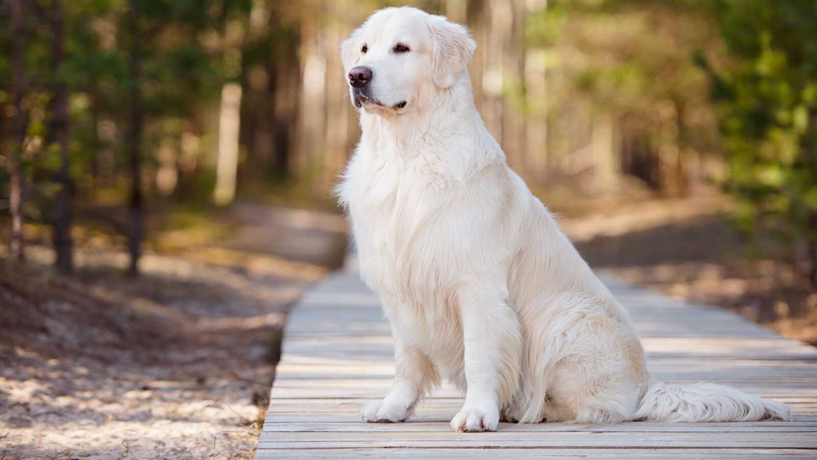 Great Pyrenees Wallpapers (30 images) - WallpaperCat