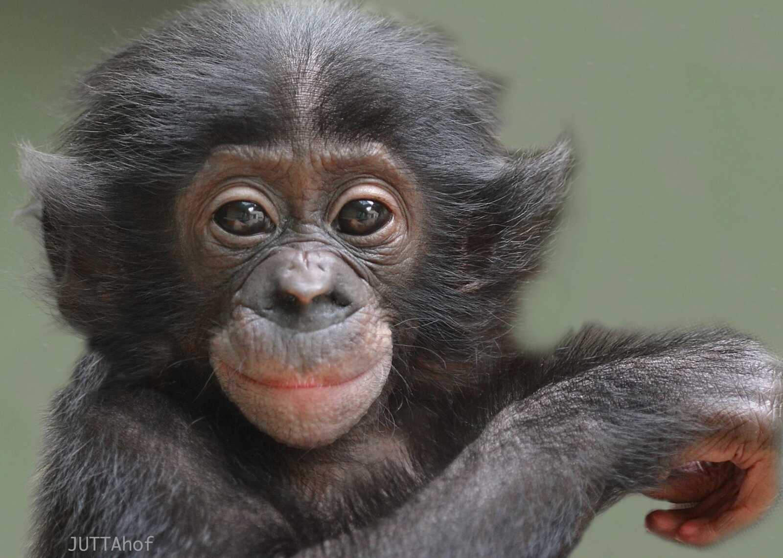 Bonobo Wallpapers (44 images) - WallpaperCat