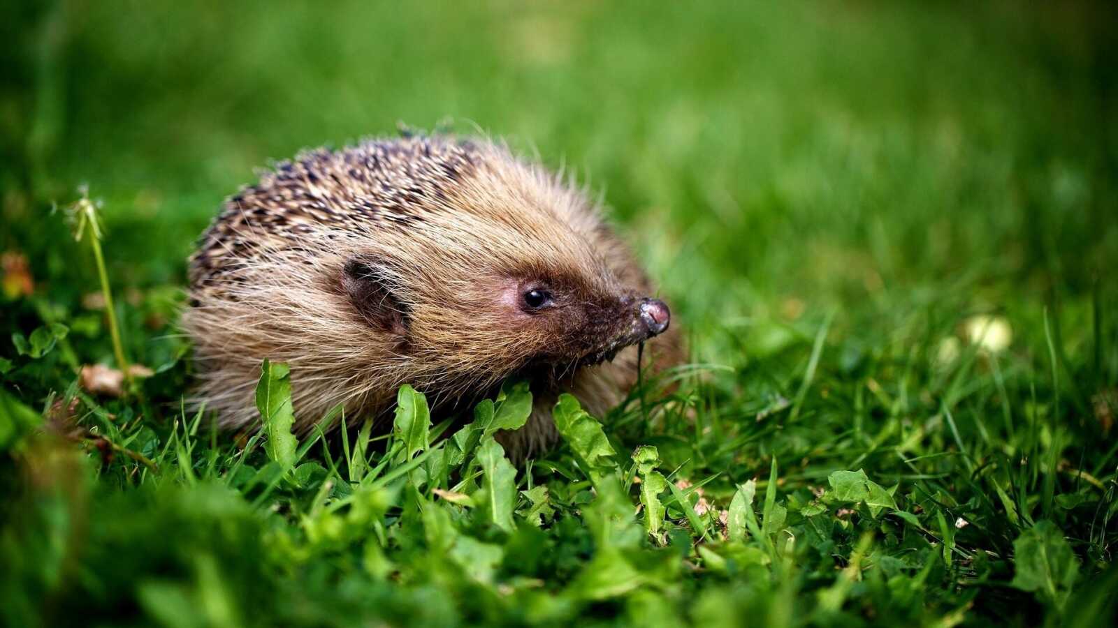 Hedgehog Wallpapers (30 images) - WallpaperCat
