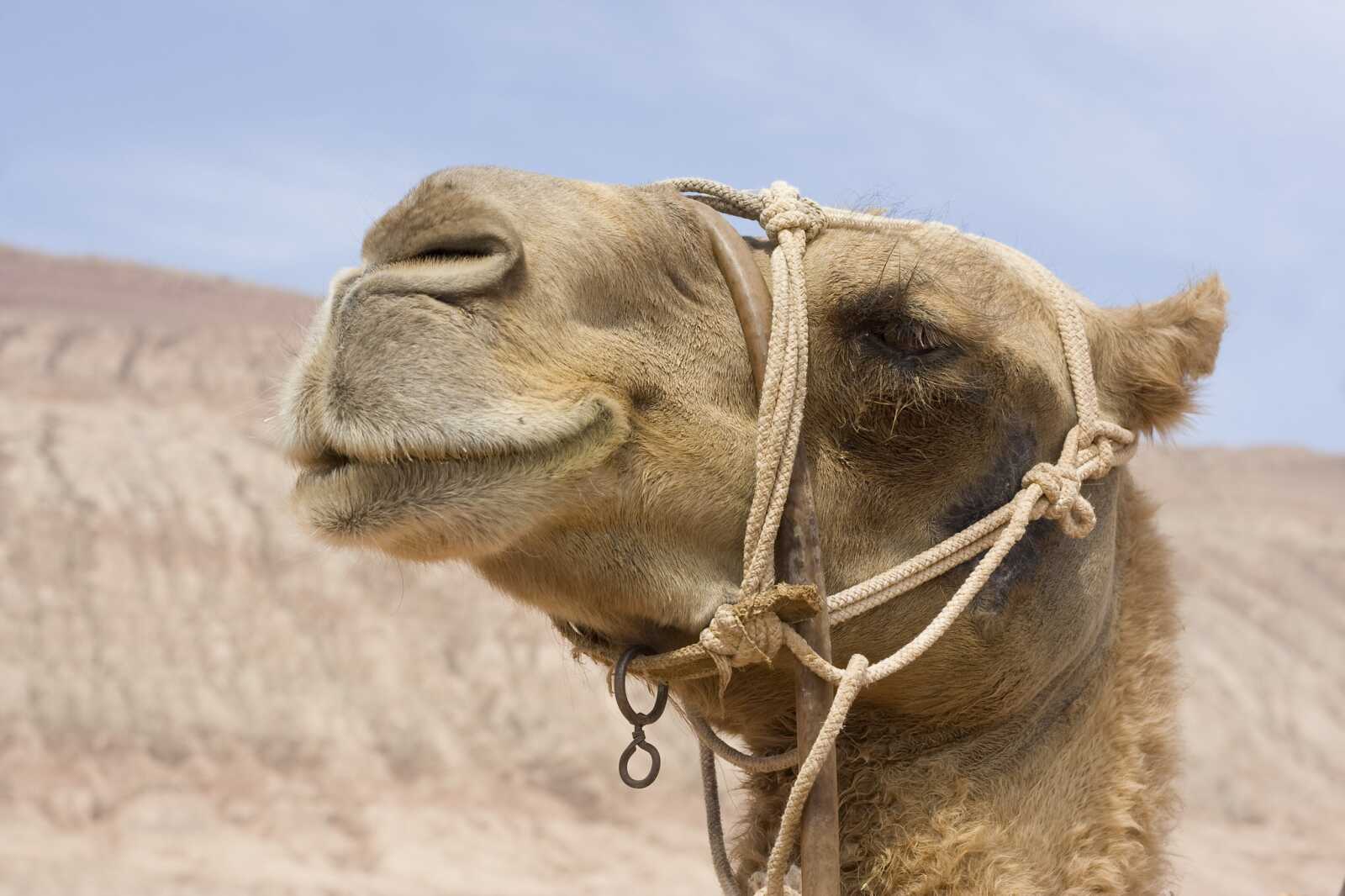 Camel Wallpapers (47 images) - WallpaperCat