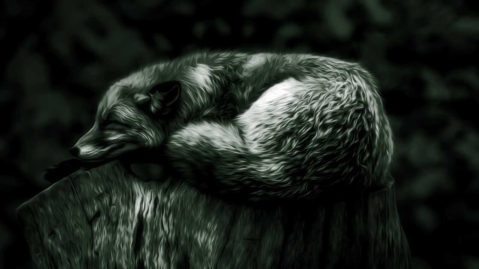Fox Wallpapers (100 images) - WallpaperCat