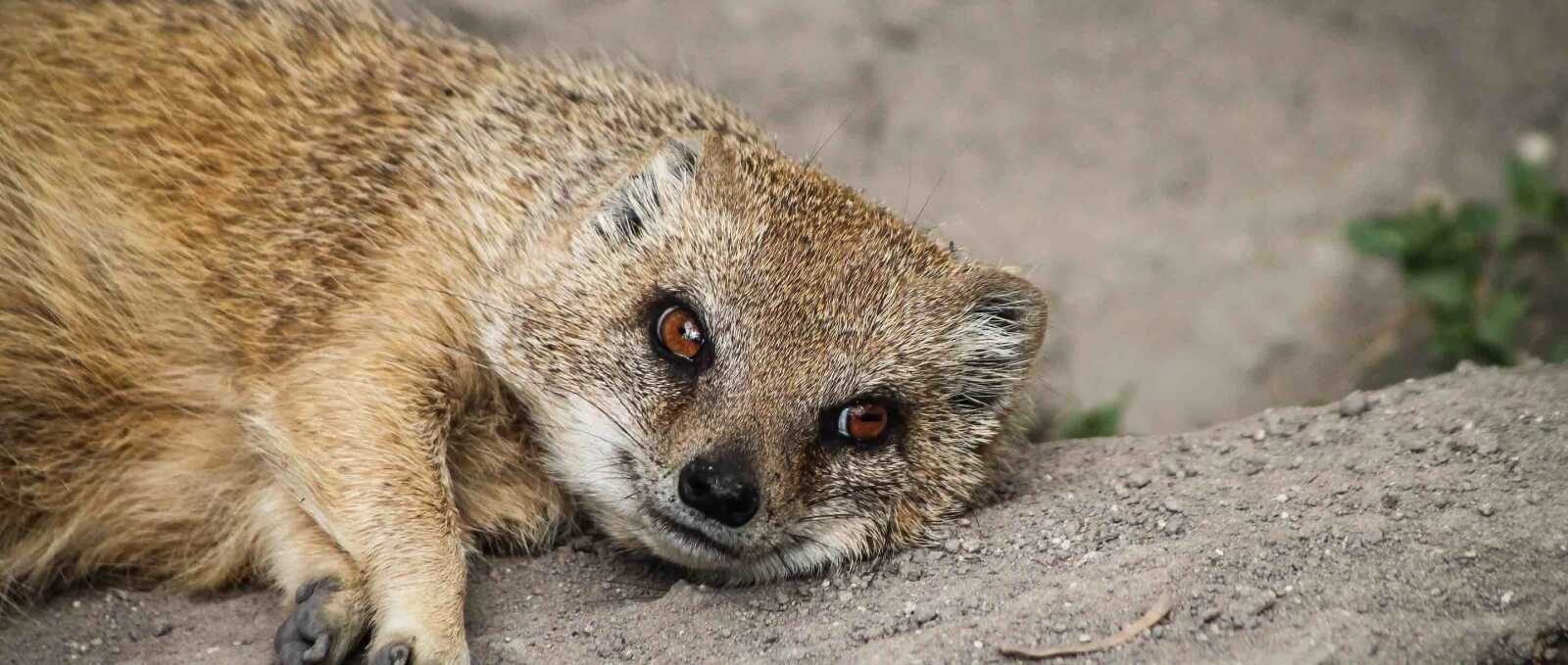 Mongoose Wallpapers (29 images) - WallpaperCat