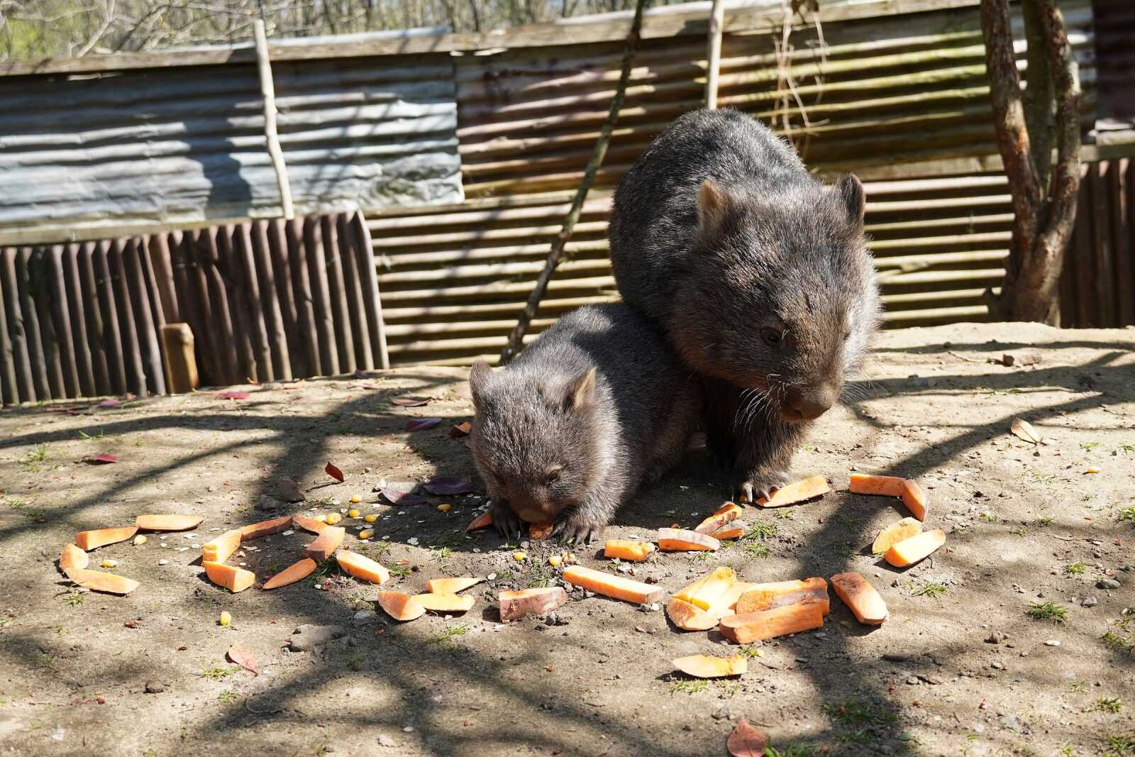 Wombat Wallpapers (35 images) - WallpaperCat