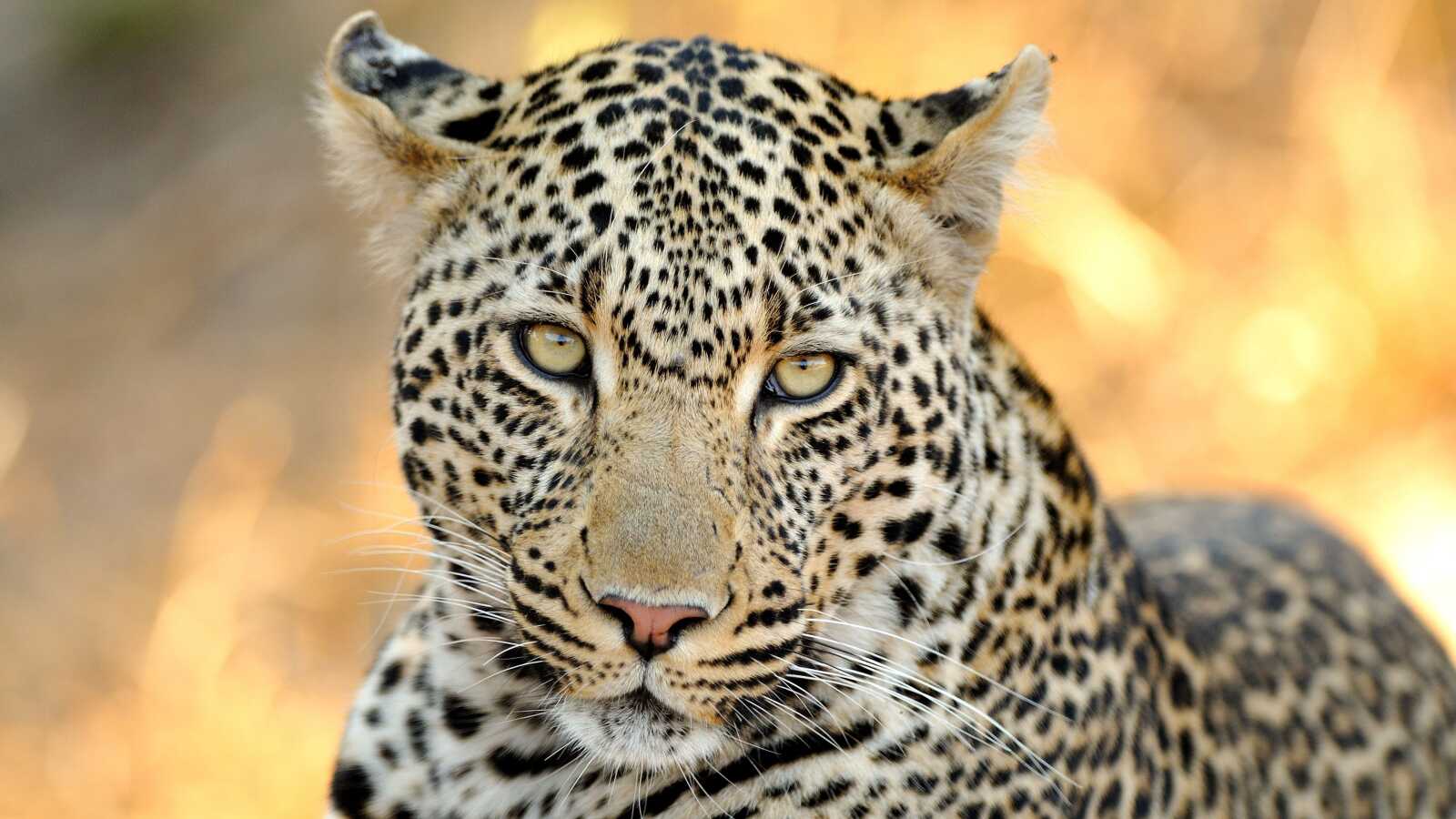 Wild Animals Wallpapers (52 images) - WallpaperCat