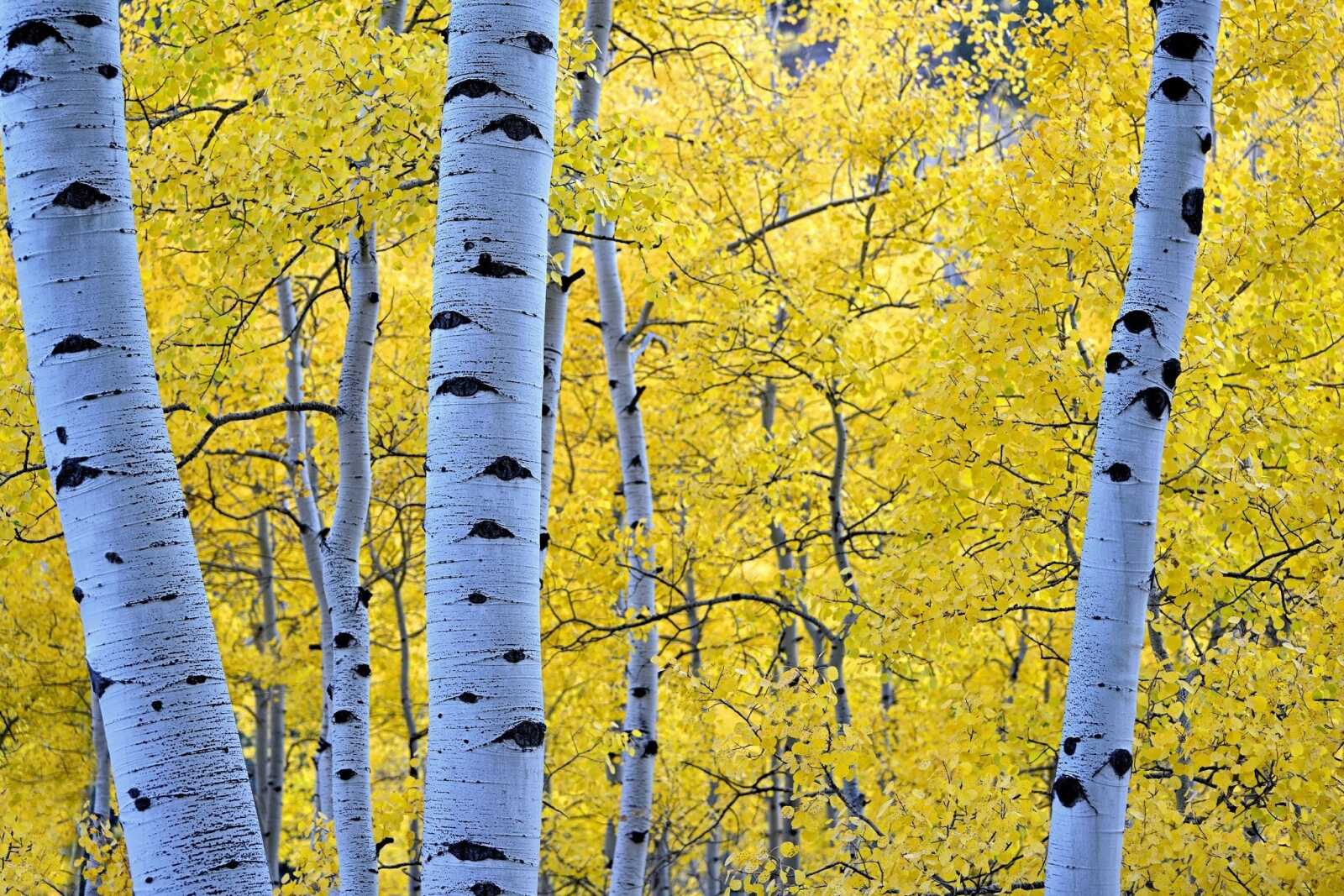 Birch Tree Wallpapers (94 images) - WallpaperCat
