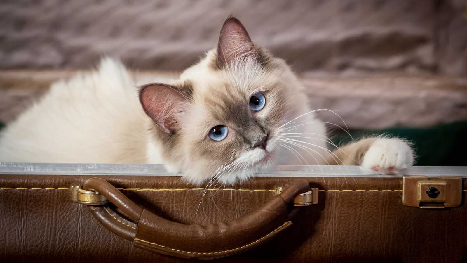 Birman Wallpapers (38 images) - WallpaperCat
