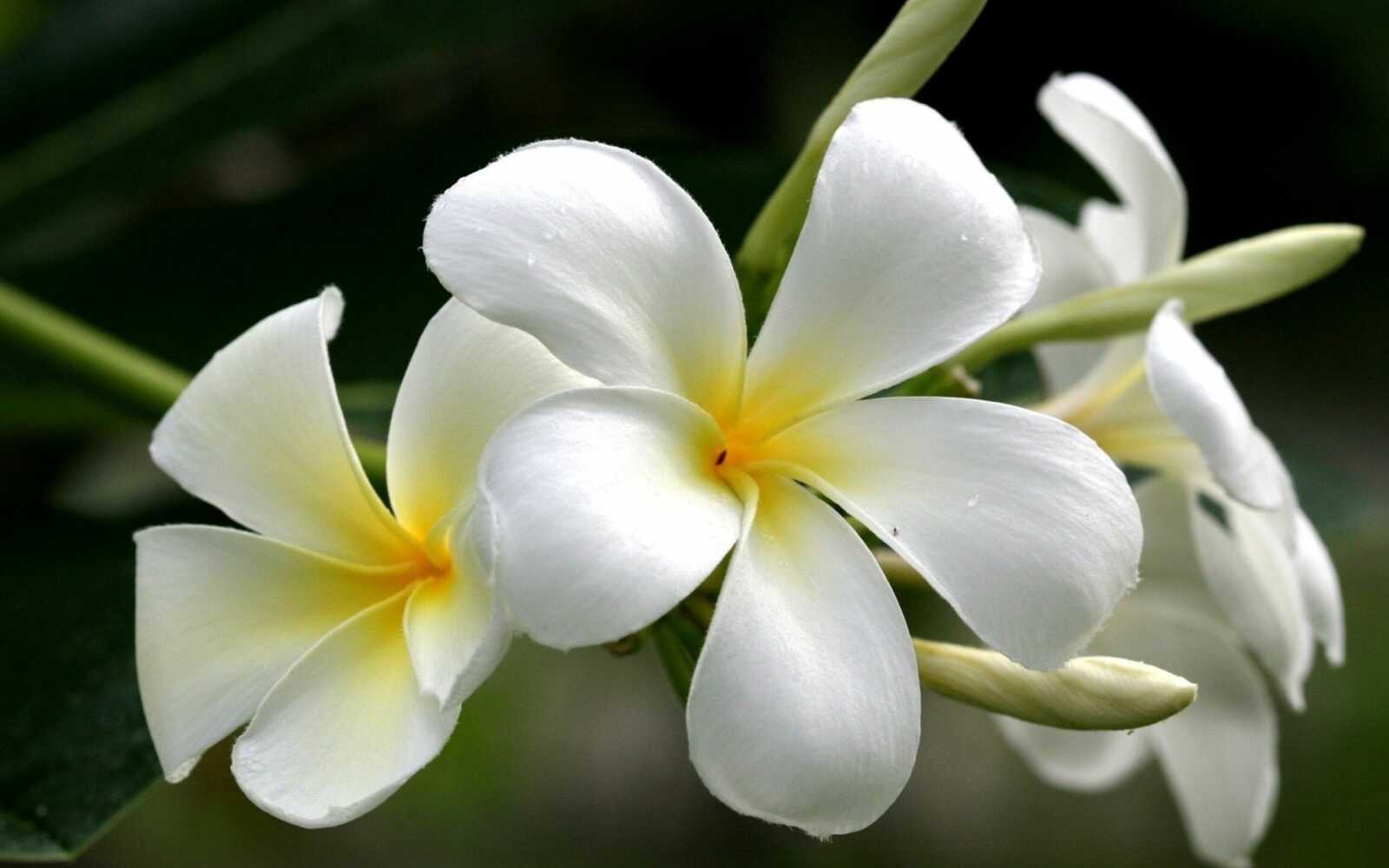 Frangipani Flower Wallpapers (81 images) - WallpaperCat