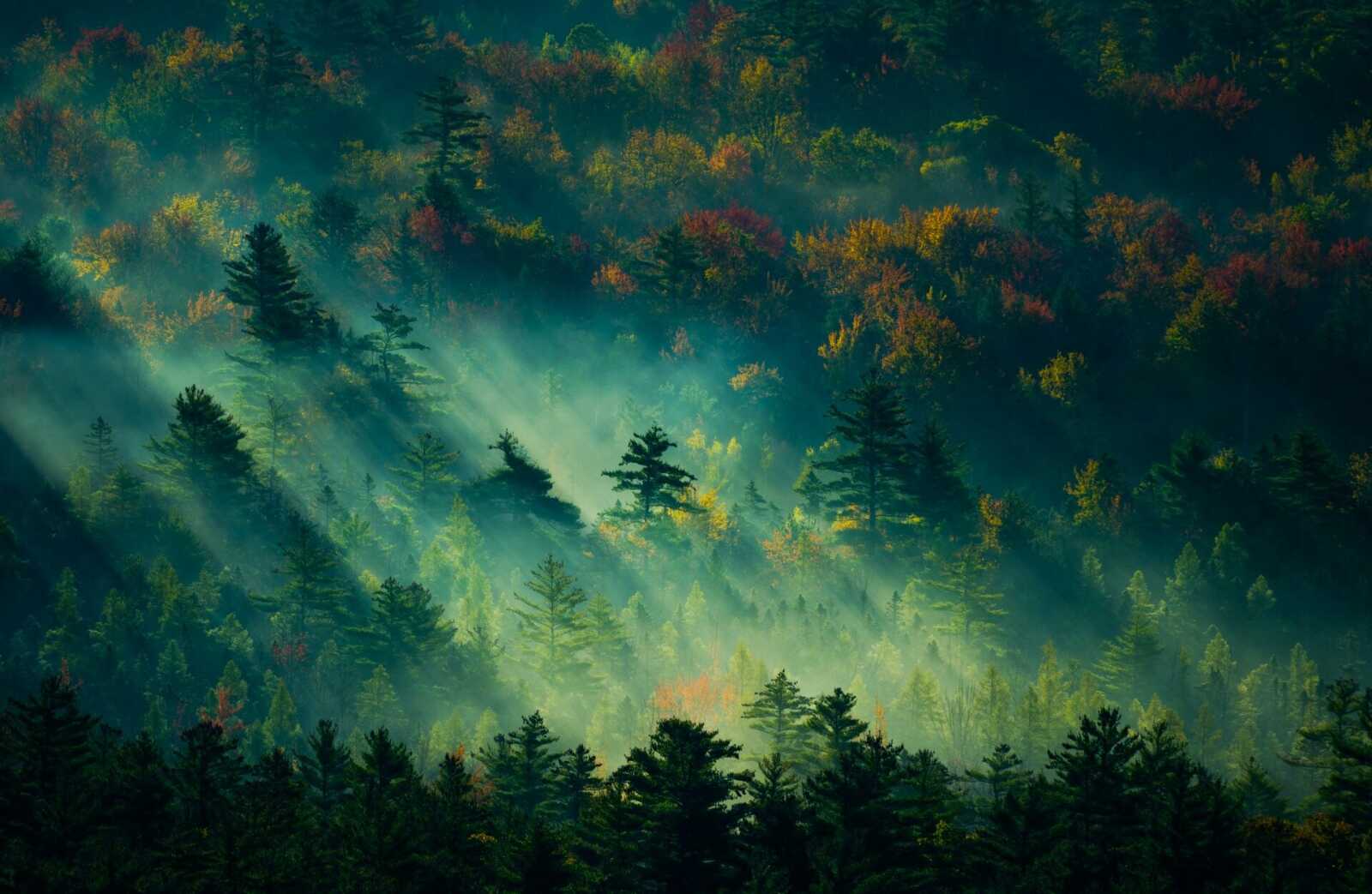 Forest Wallpapers (49 images) - WallpaperCat