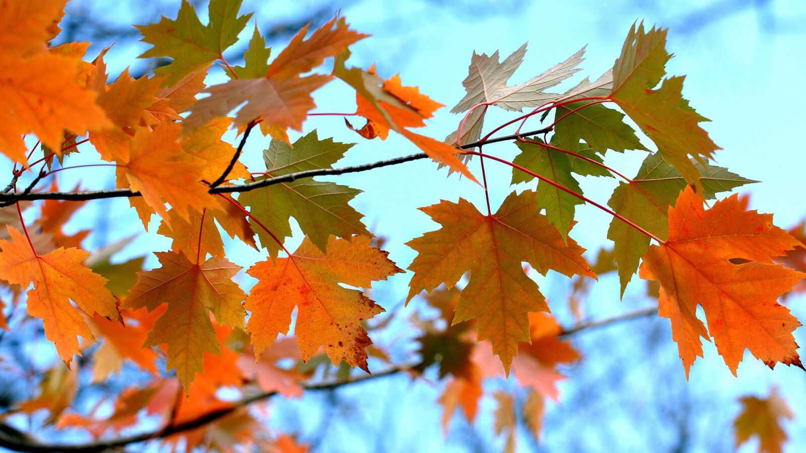 Maple Leaf Wallpapers (112 images) - WallpaperCat