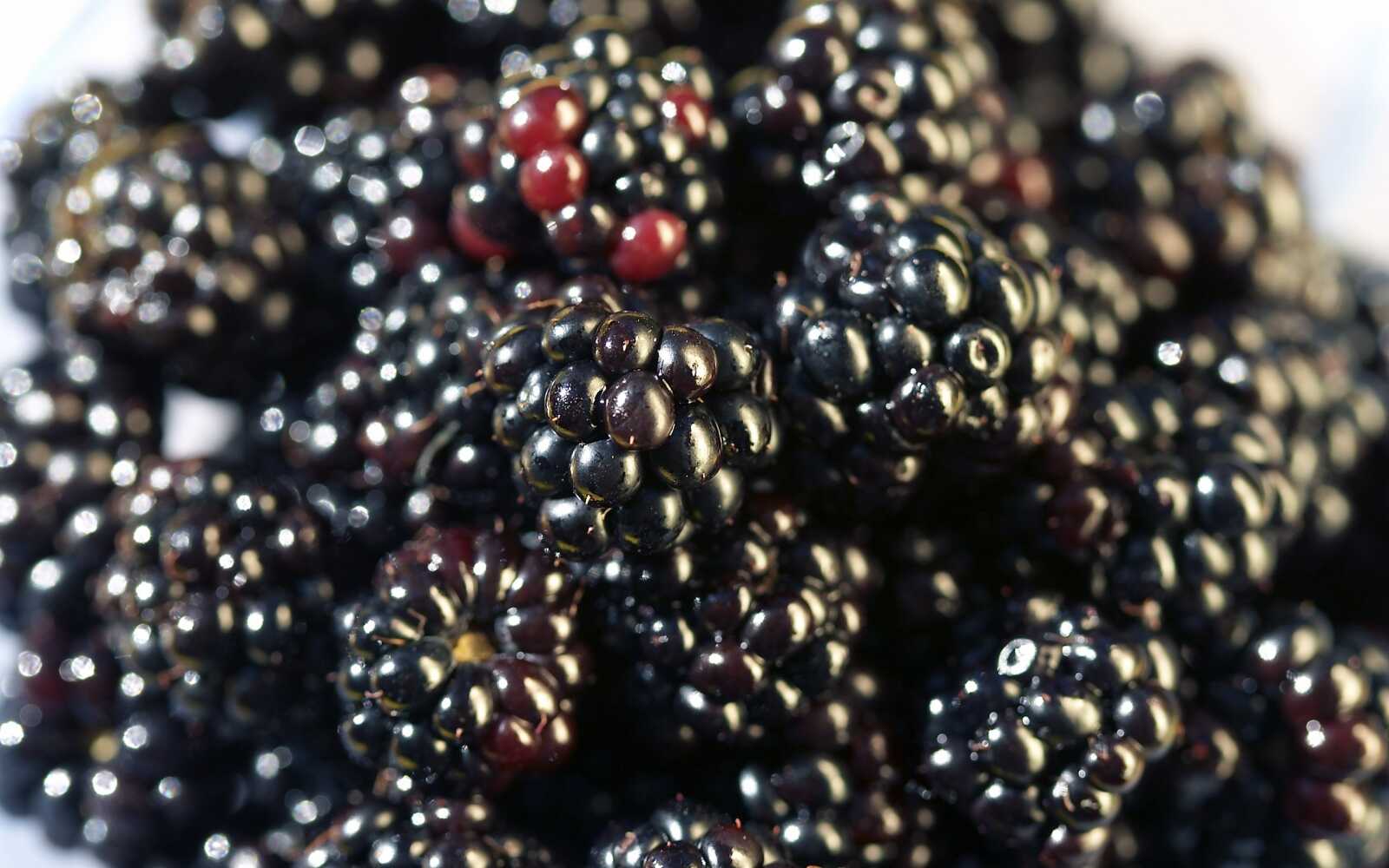 Blackberry Wallpapers (39 images) - WallpaperCat