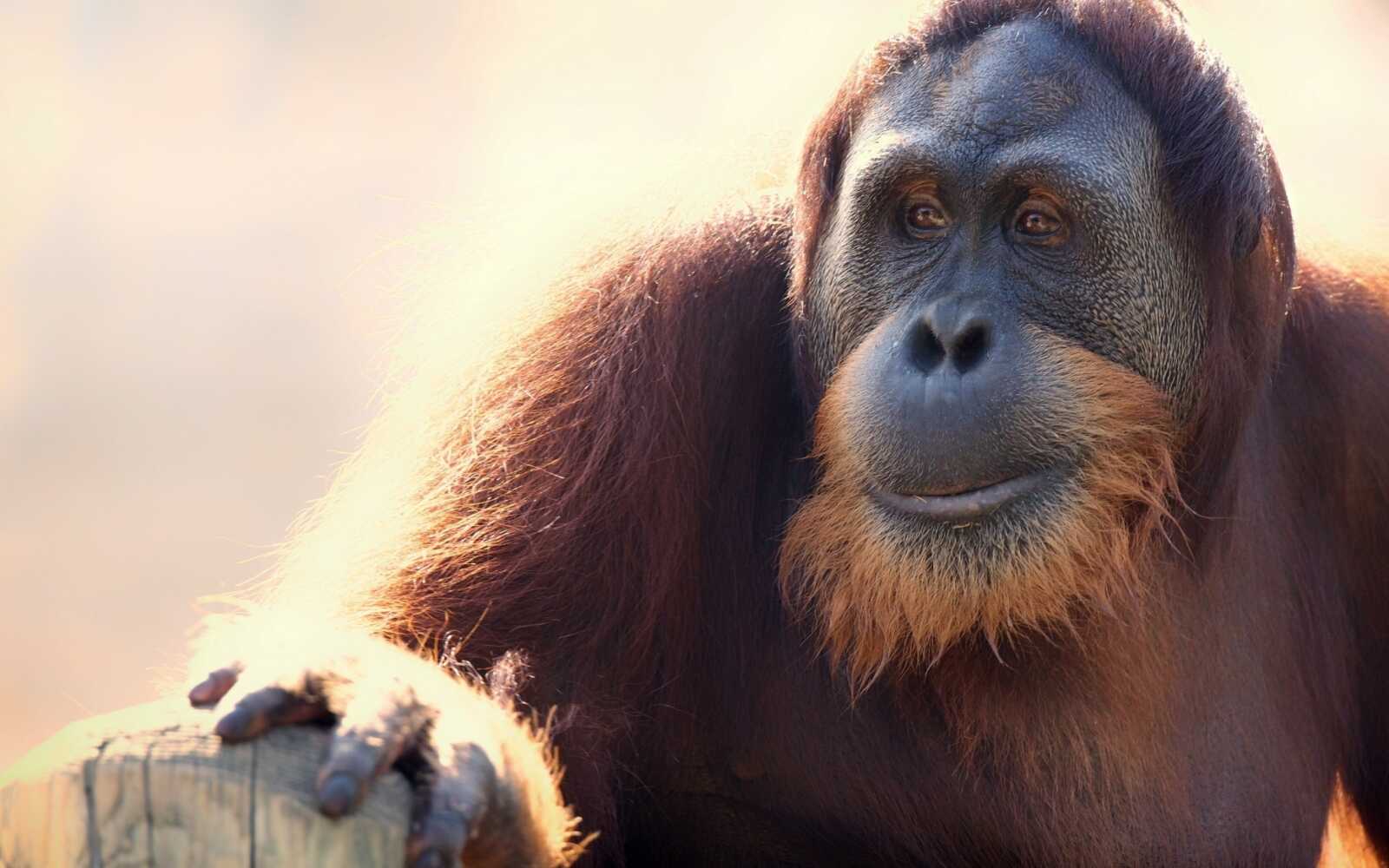 Orangutan Wallpapers (61 images) - WallpaperCat