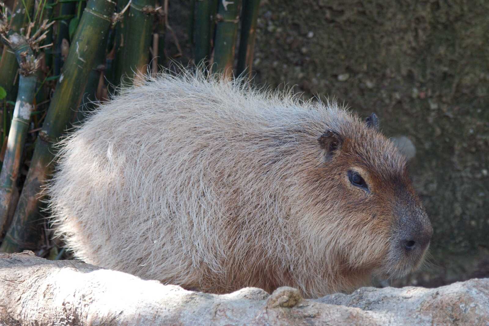 Capybara Wallpapers (43 images) - WallpaperCat