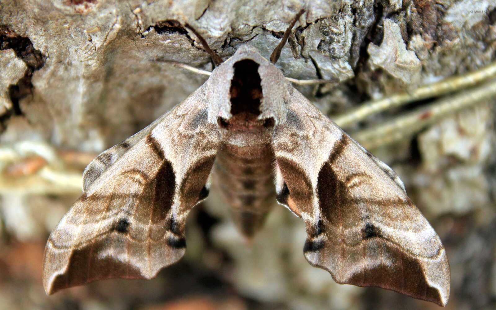 Moth Wallpapers (38 images) - WallpaperCat