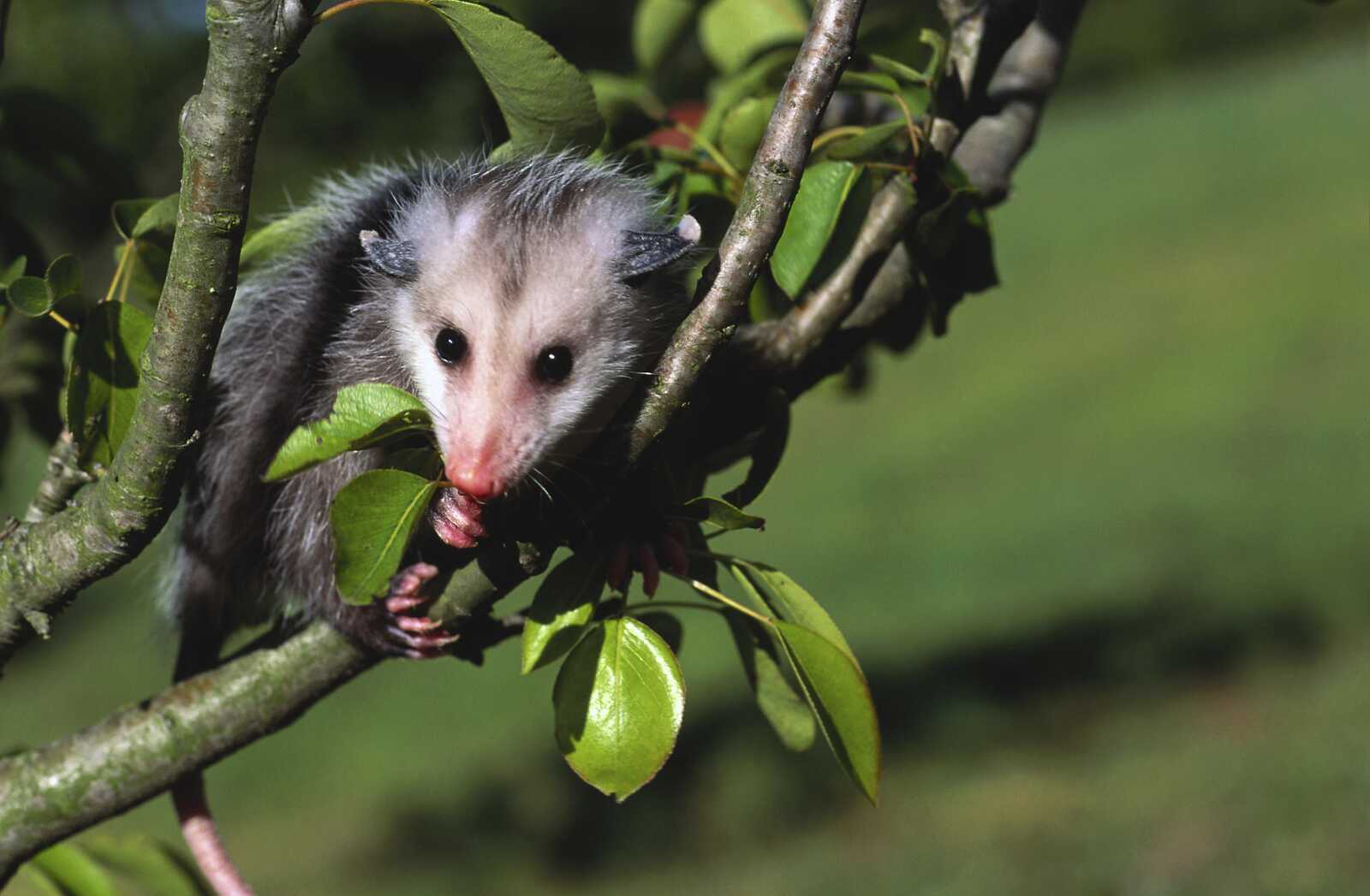 Opossum Wallpapers (38 images) - WallpaperCat