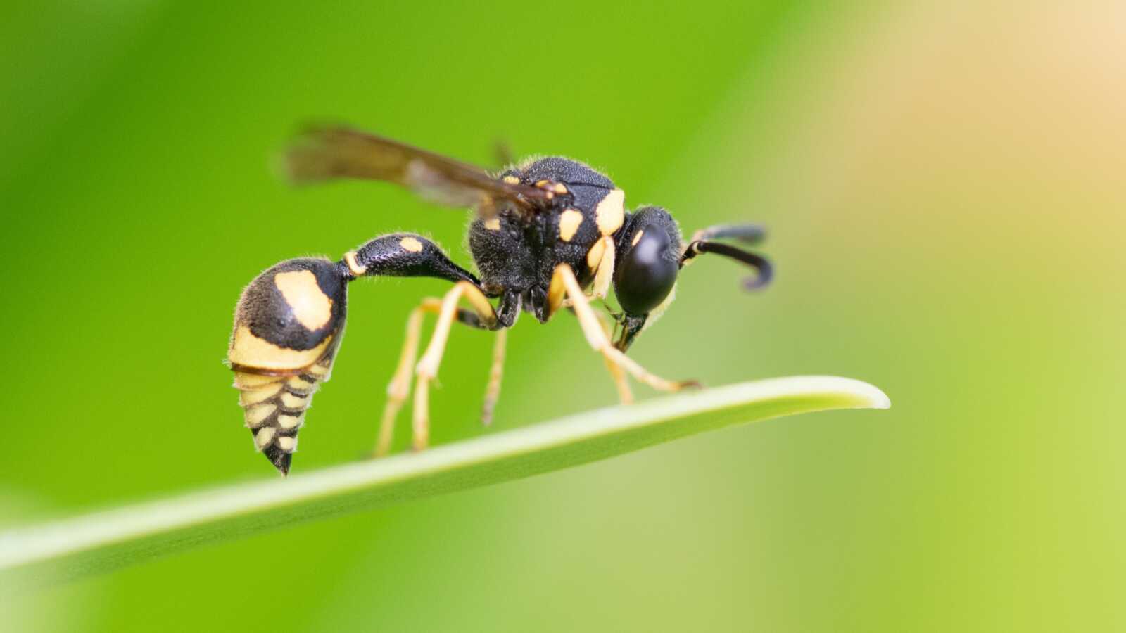 Wasp Wallpapers (27 images) - WallpaperCat