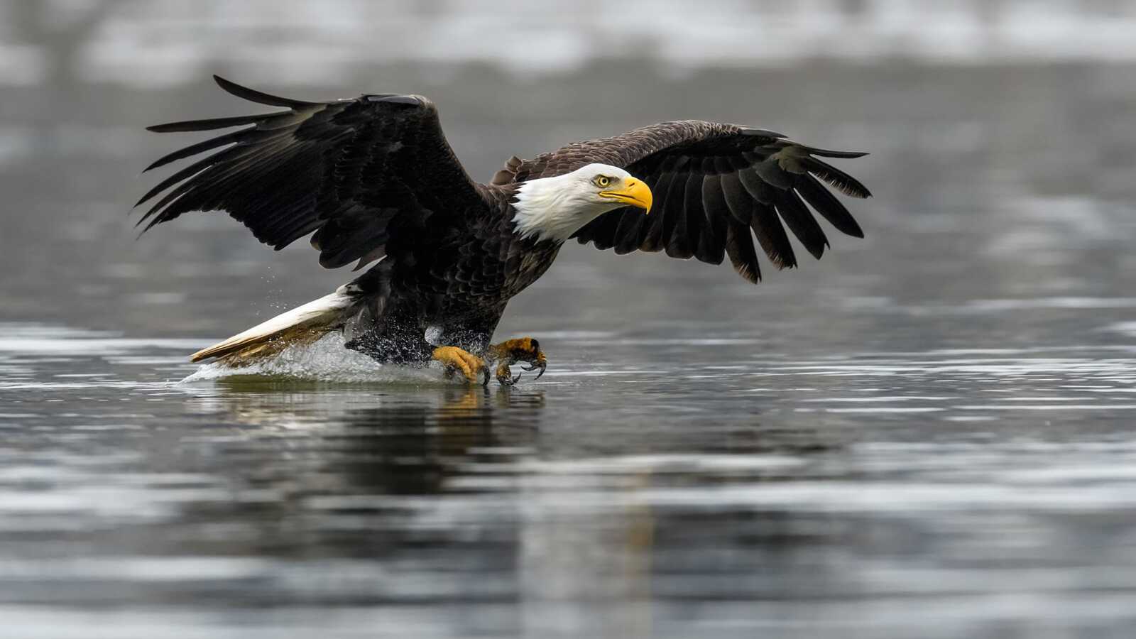 Bald Eagle Wallpapers (53 images) - WallpaperCat
