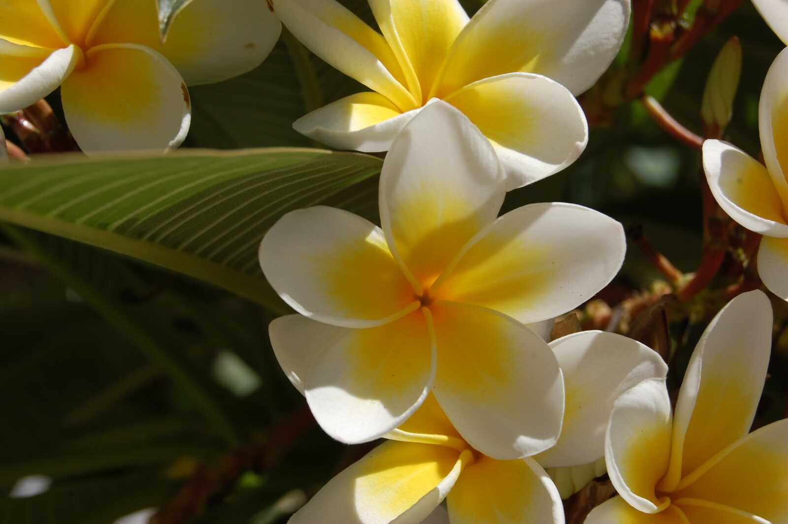 Frangipani Flower Wallpapers (81 images) - WallpaperCat