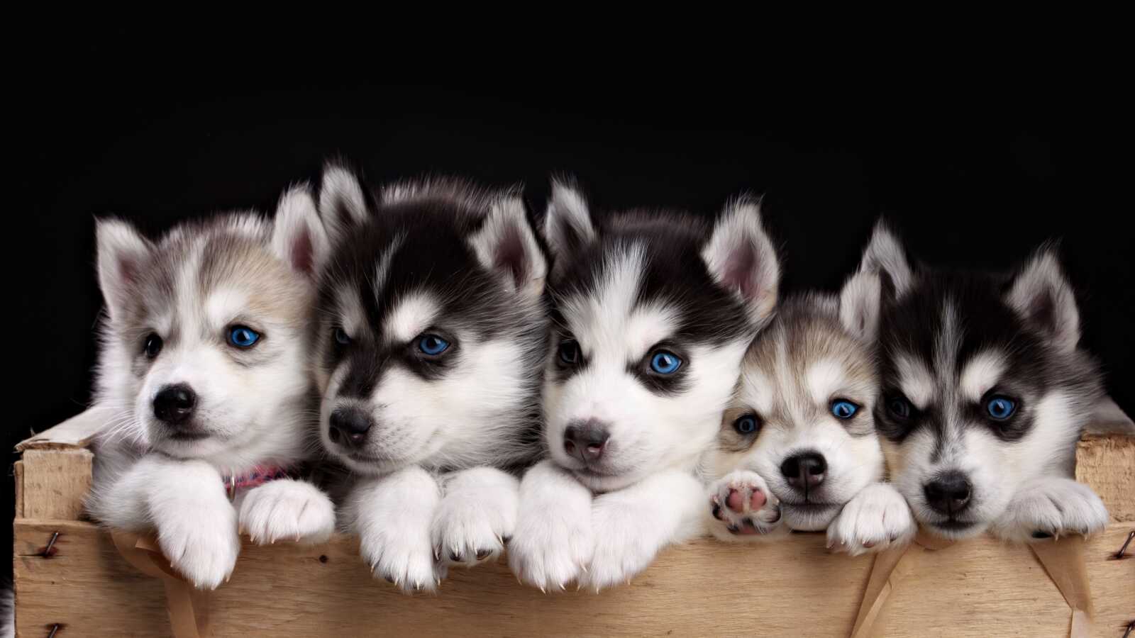 Husky Wallpapers (70 images) - WallpaperCat
