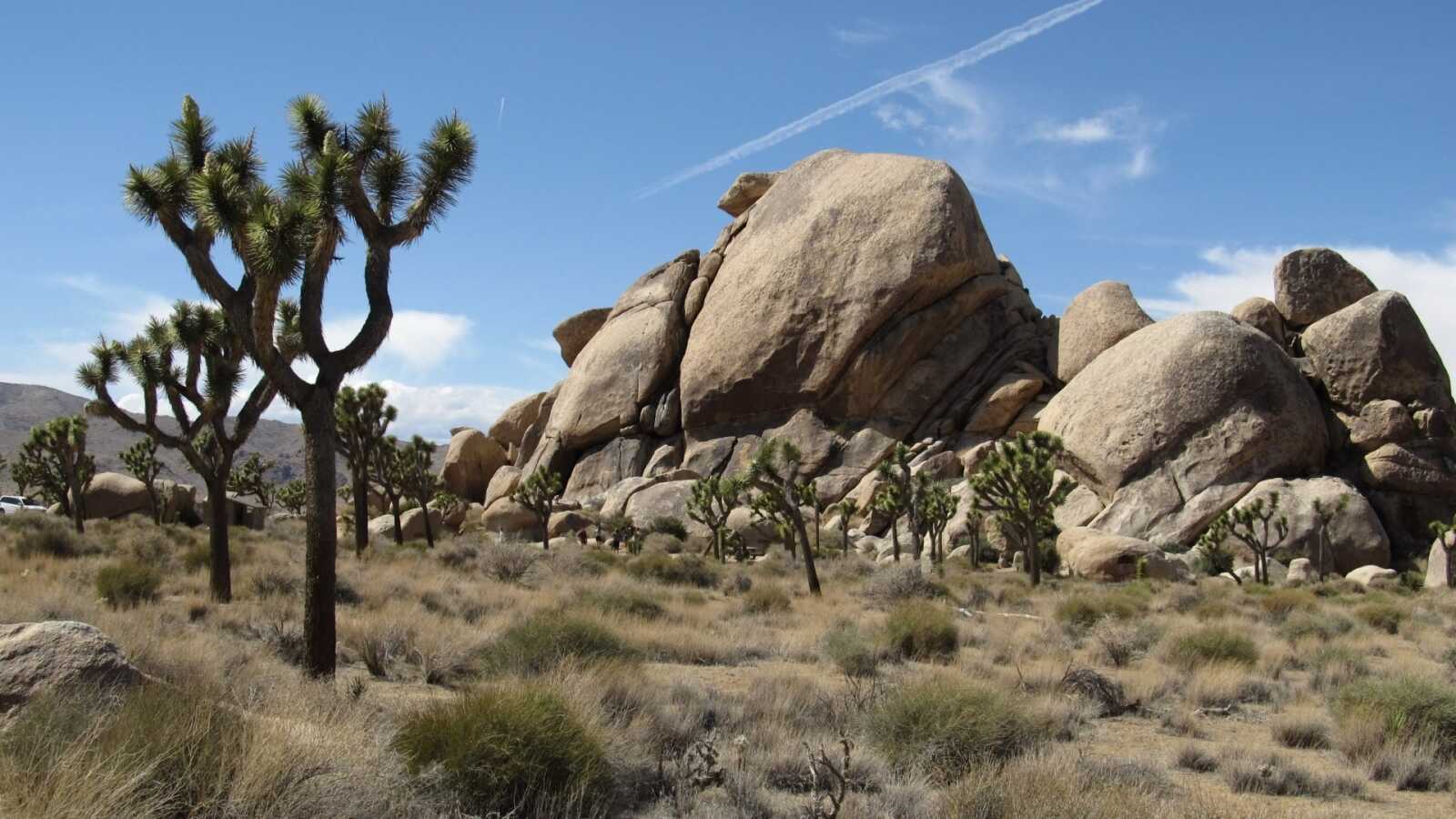 Joshua Tree Wallpapers (38 images) - WallpaperCat