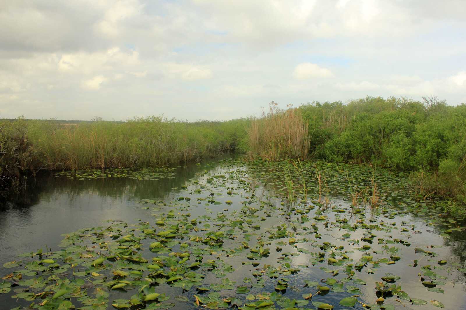 Everglades National Park Wallpapers (51 images) - WallpaperCat