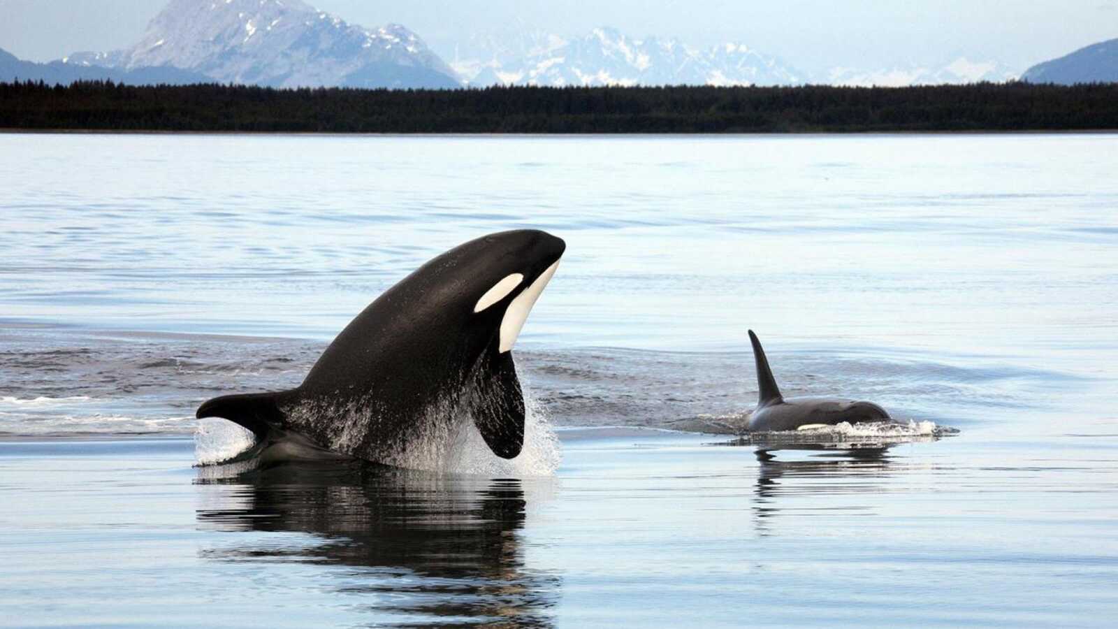 Free Willy Wallpapers (23 images) - WallpaperCat