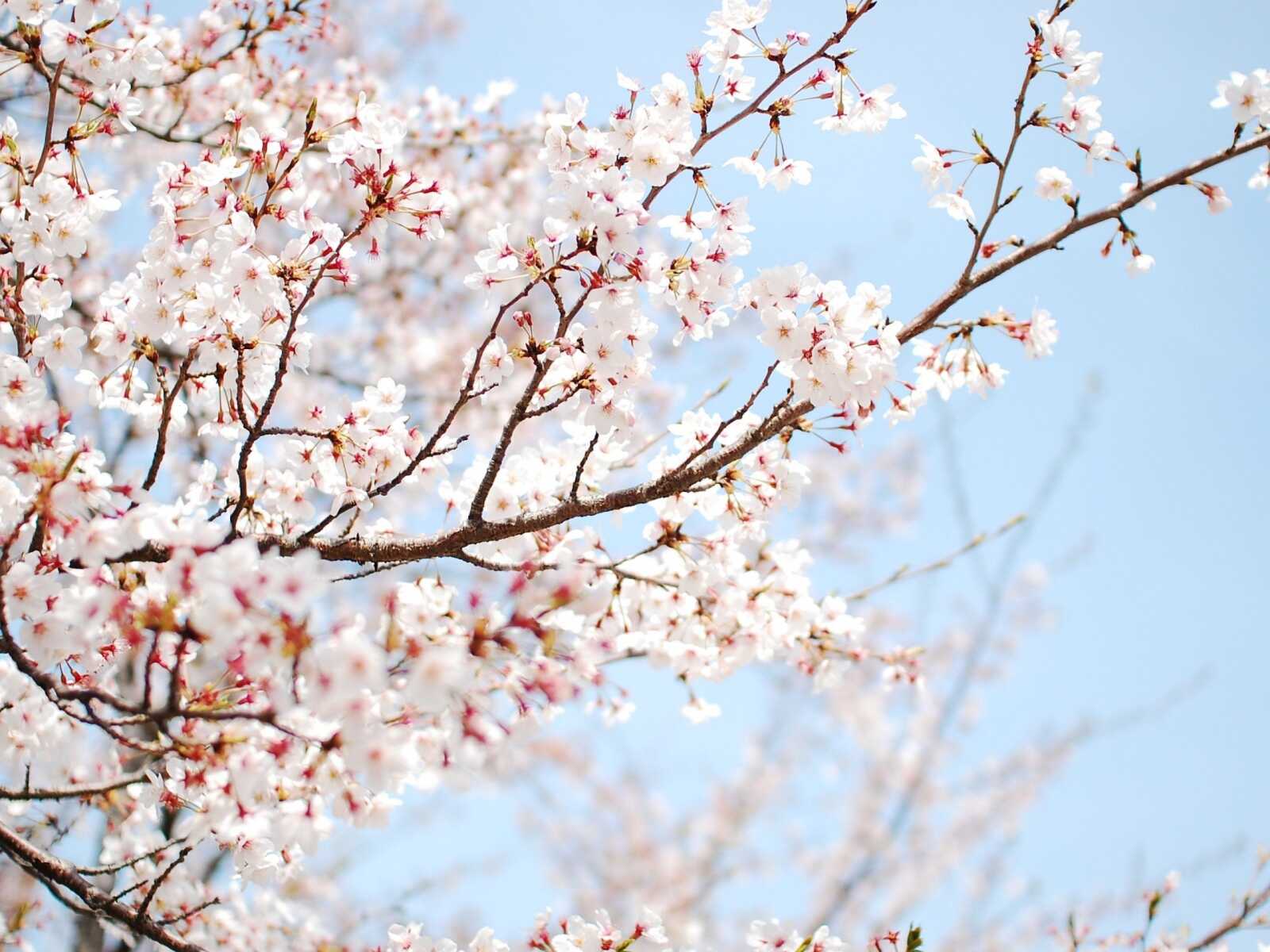Cherry Tree Wallpapers (14 images) - WallpaperCat