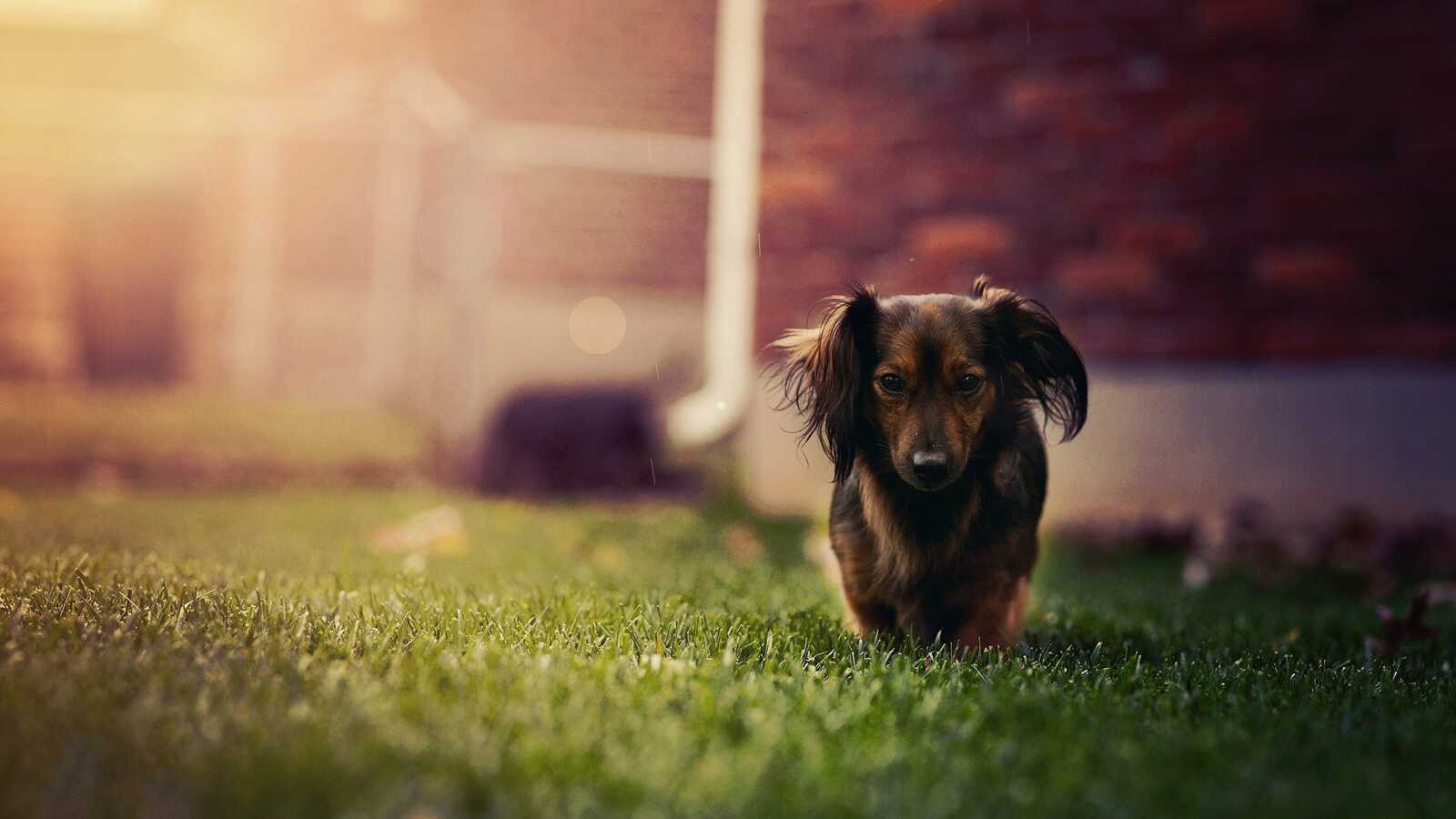 Dog Wallpapers (129 images) - WallpaperCat